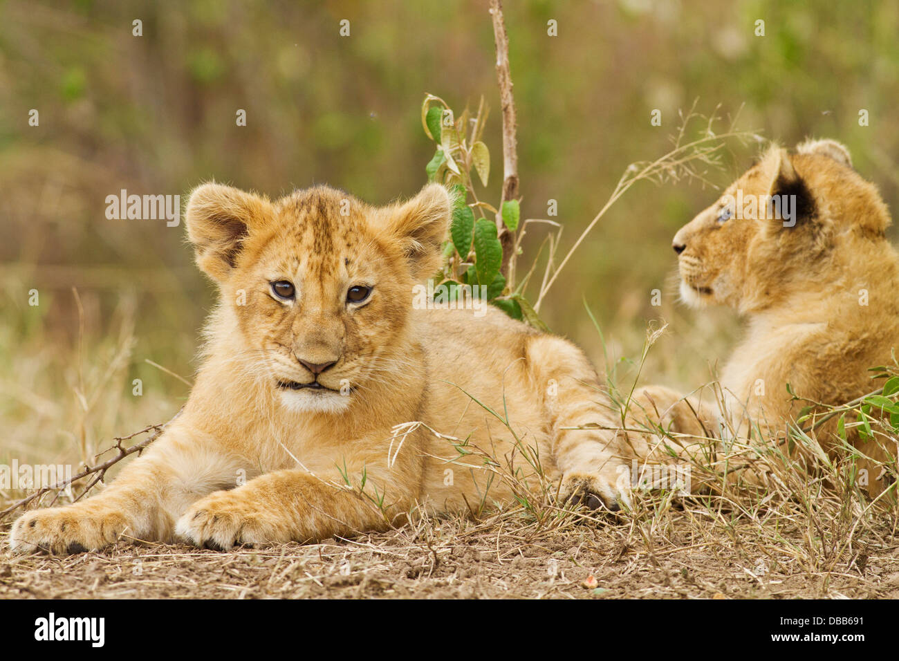 Lion cubs, waiting for mother Stock Photo - Alamy