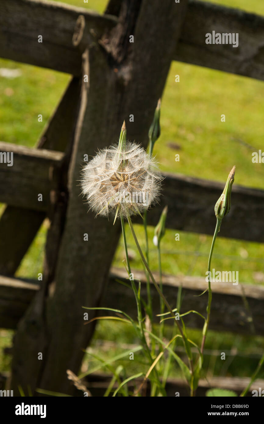Goatsbeard seed head Stock Photo - Alamy
