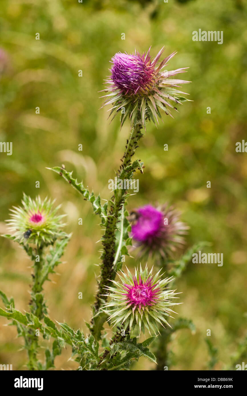Musk weed plant hi-res stock photography and images - Alamy