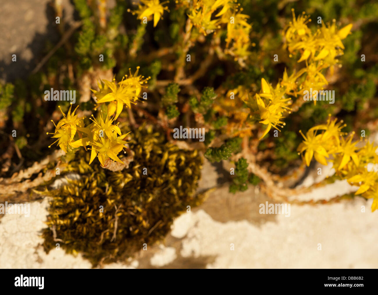 Biting Stonecrop in flower Stock Photo - Alamy