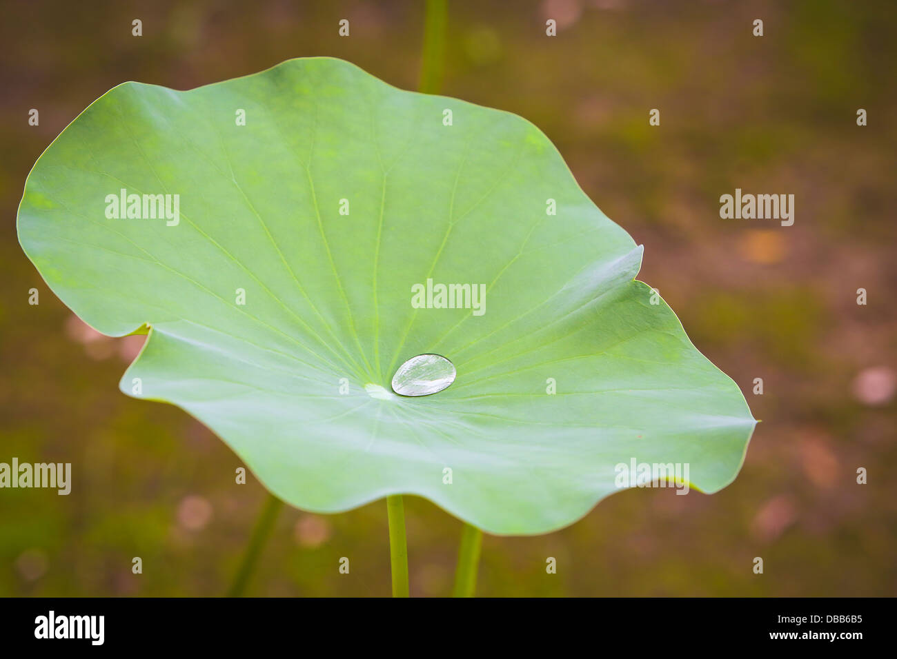 Water on a lotus leaf Stock Photo - Alamy