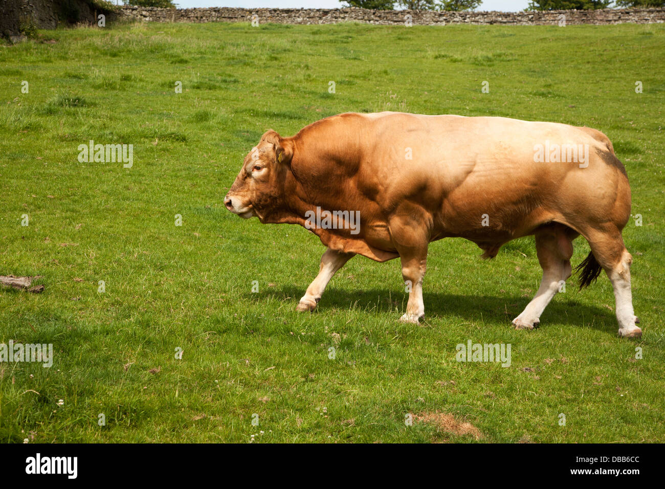 Bull steer cattle hi-res stock photography and images - Alamy