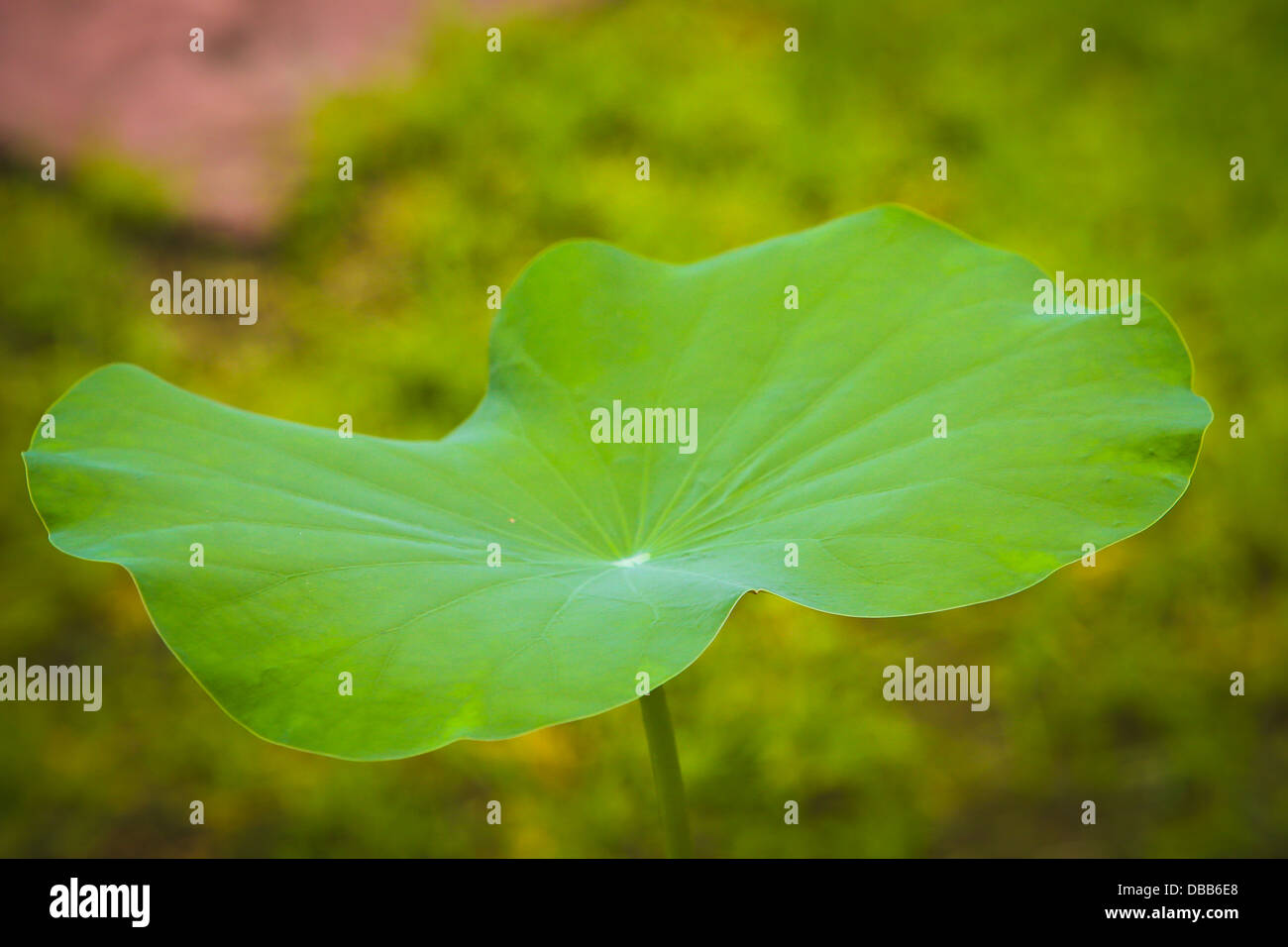 The close up lotus leaf Stock Photo - Alamy