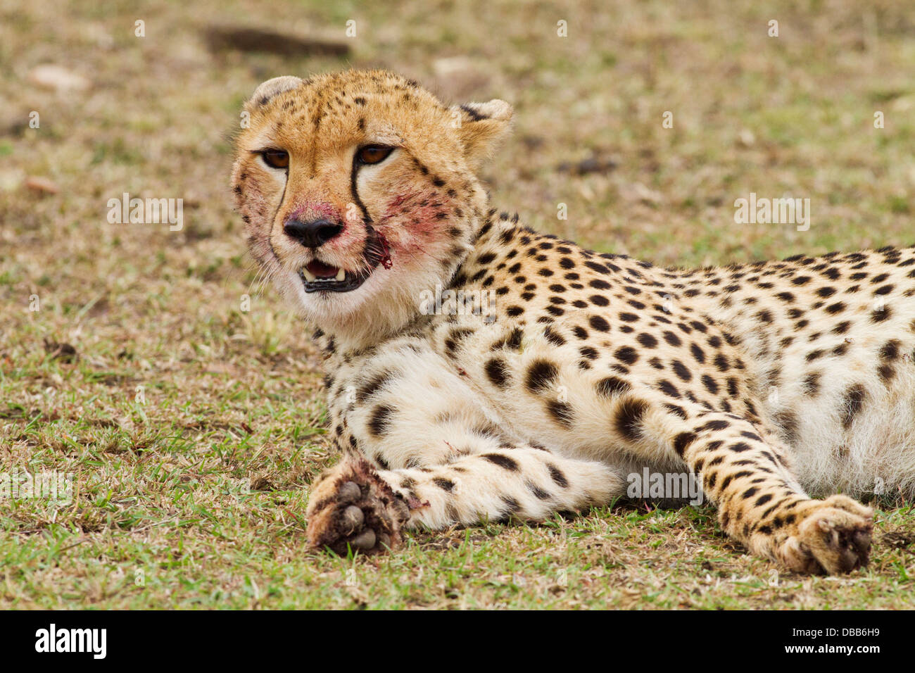 Cheetah with a bloody face Stock Photo - Alamy