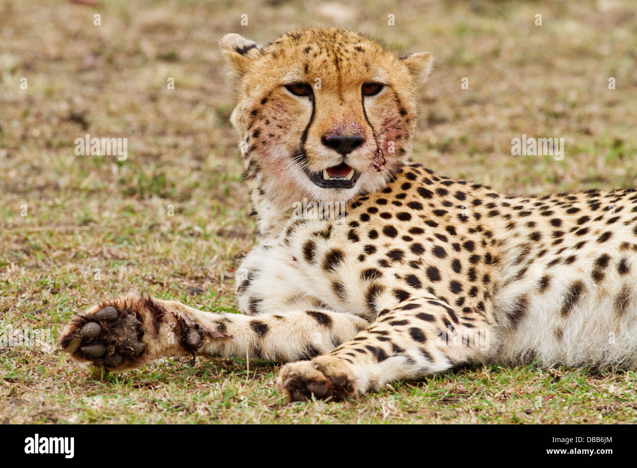 Cheetah with a bloody face Stock Photo - Alamy