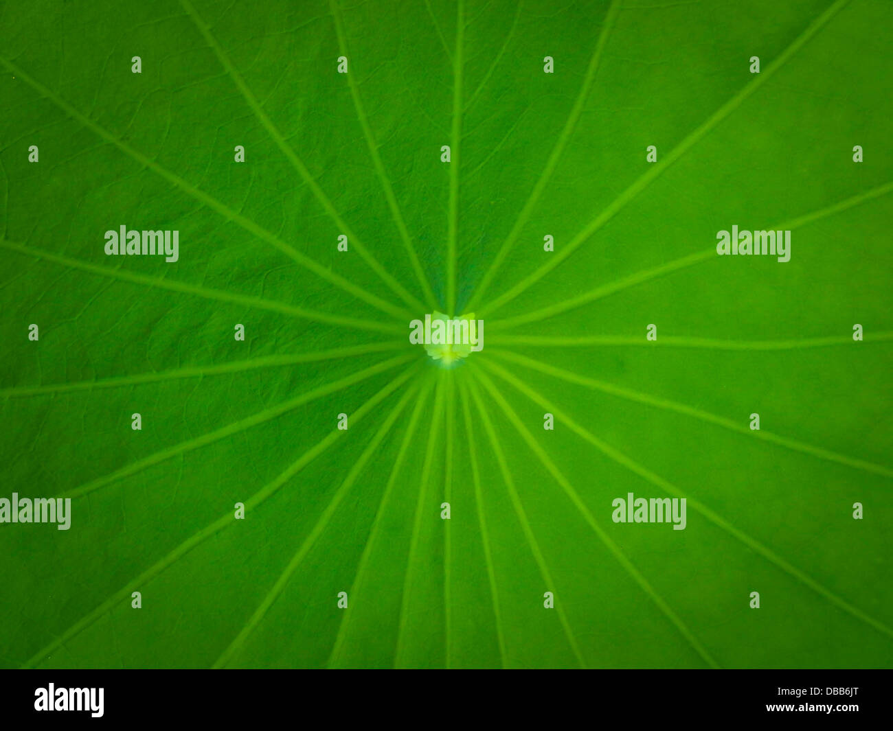 Lotus leaf background Stock Photo - Alamy