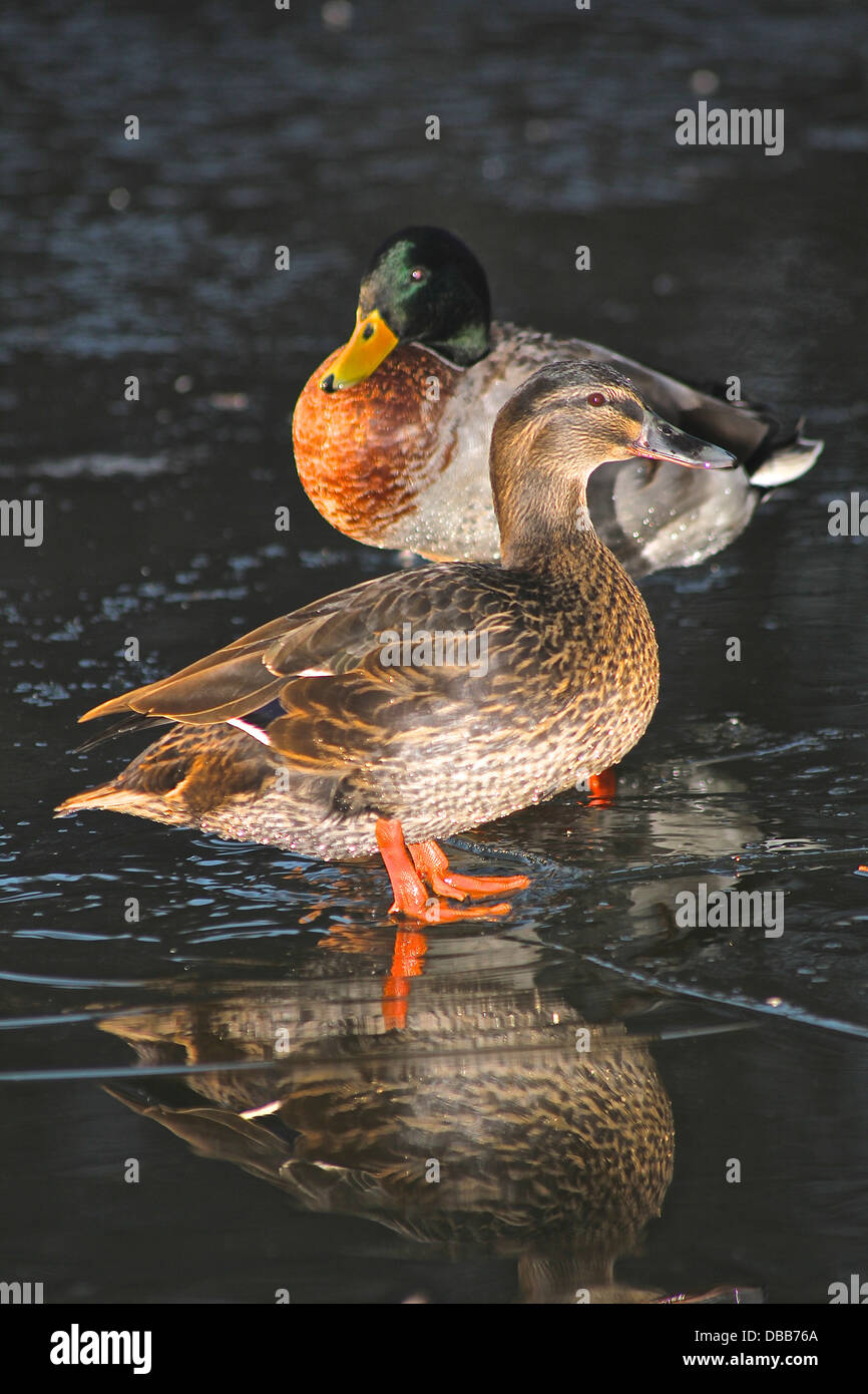 Female ducks hi-res stock photography and images - Alamy