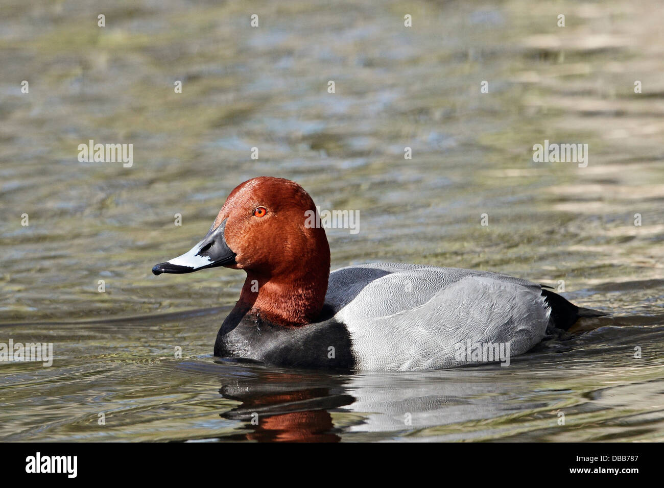 Common pochard drake hi-res stock photography and images - Alamy