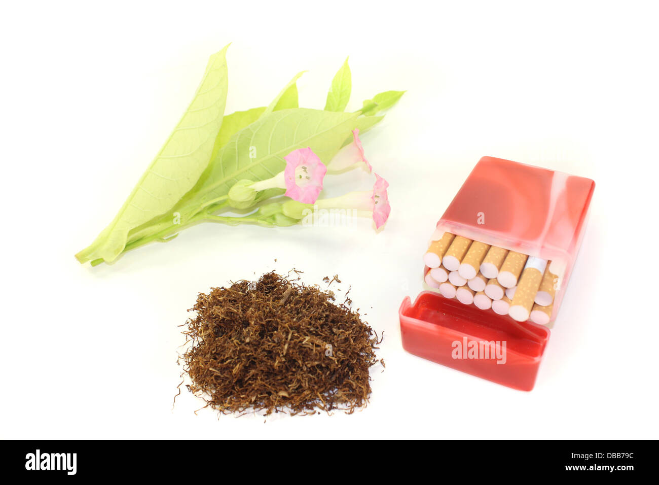 Cultivation tobacco Cut Out Stock Images & Pictures - Alamy