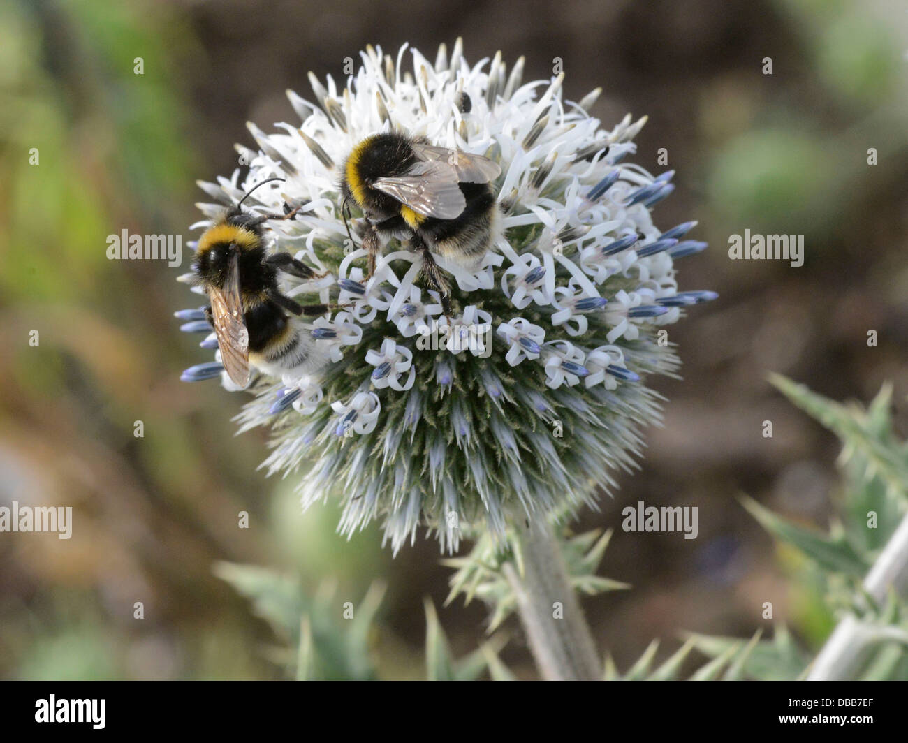 Bumble bees on a white echinops Arctic Glow thistle Stock Photo - Alamy