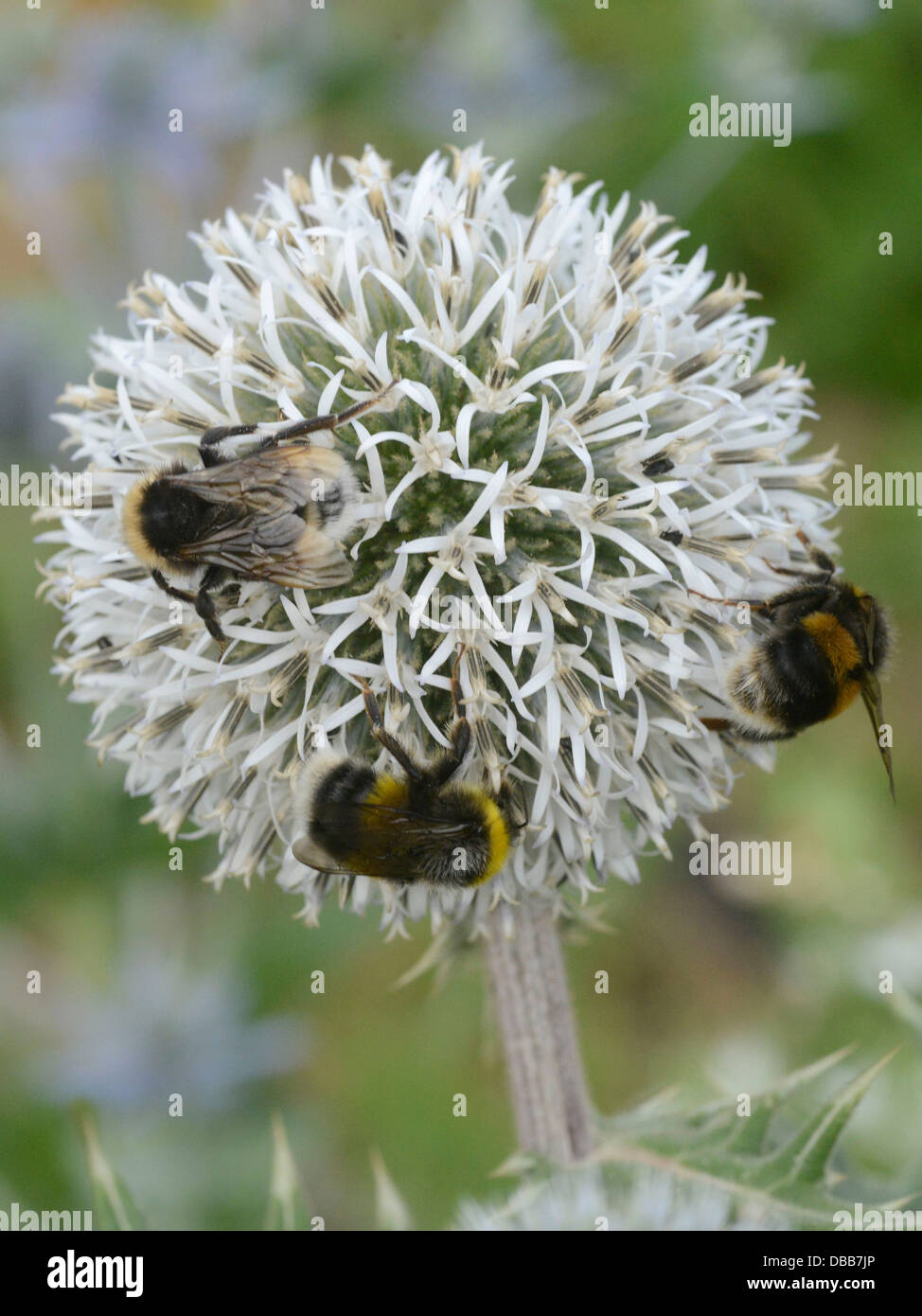 Bumble bees on a white echinops Arctic Glow thistle Stock Photo - Alamy