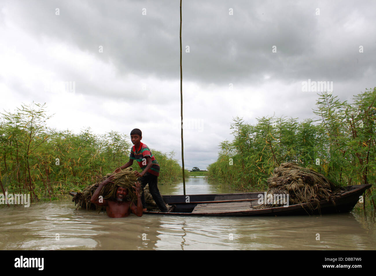 Jute cultivation hi-res stock photography and images - Alamy