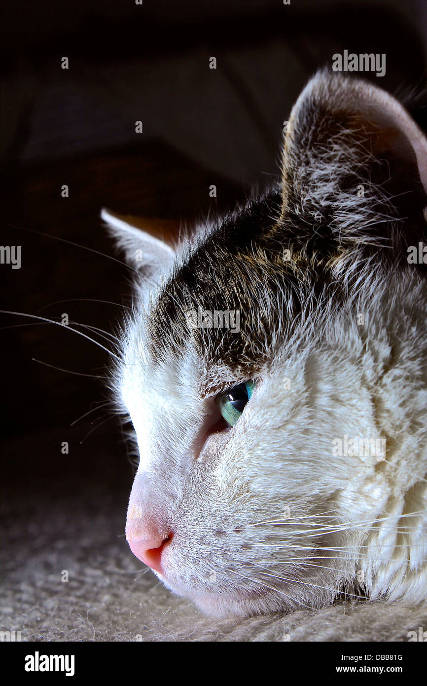 Cat face close up Stock Photo - Alamy