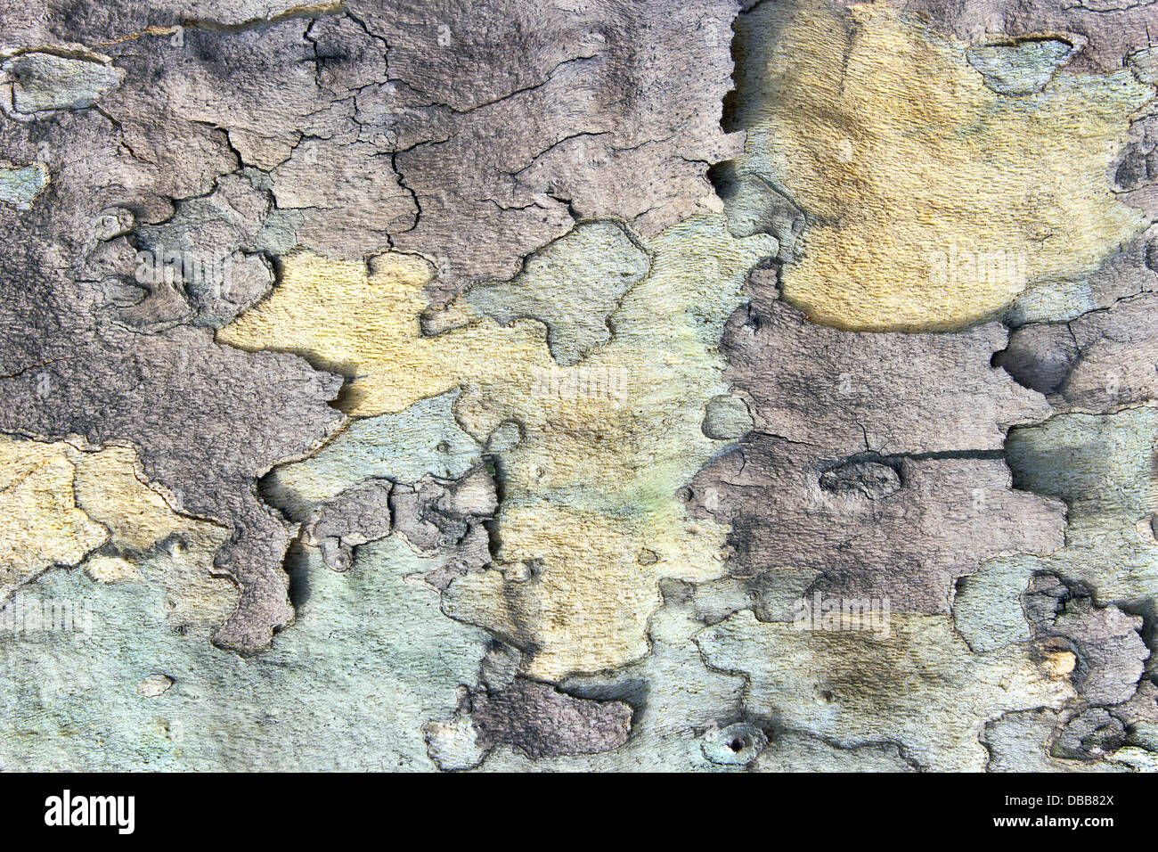 Tree bark texture background Stock Photo - Alamy