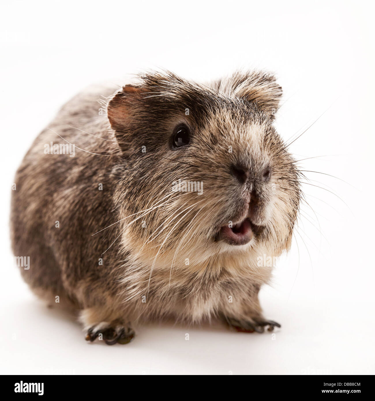Strong man. Funny guinea pig over white backgrounds Stock Photo - Alamy