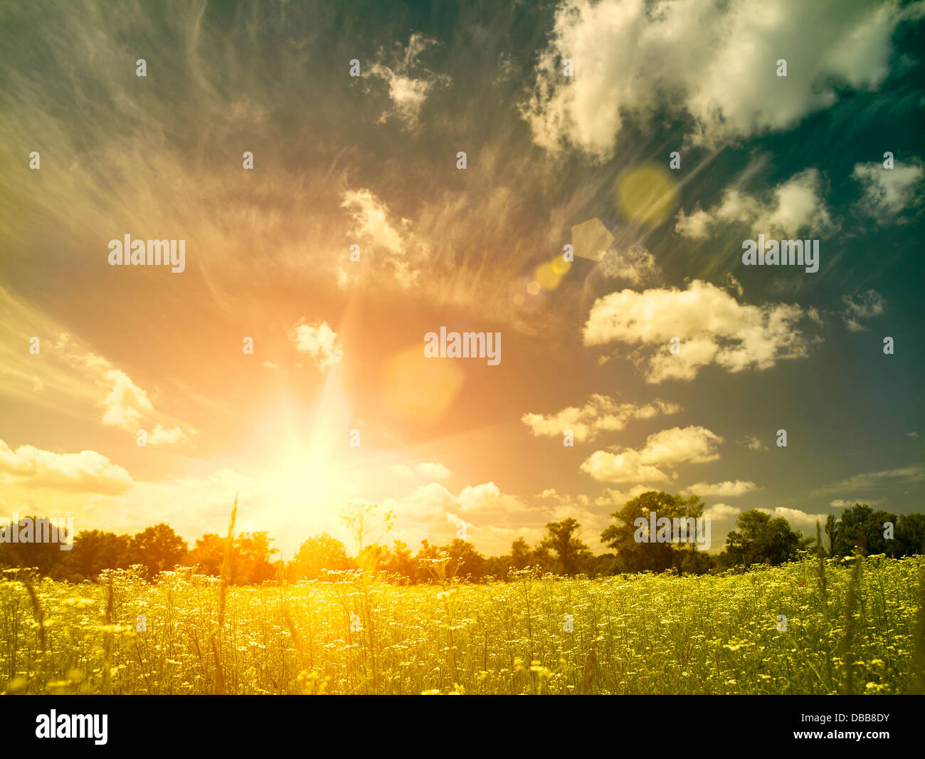 Bright summer sunset over wild meadow. Natural backgrounds with beauty ...
