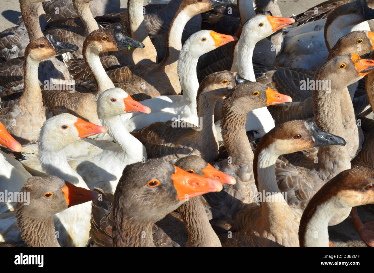 flock of geese Stock Photo - Alamy