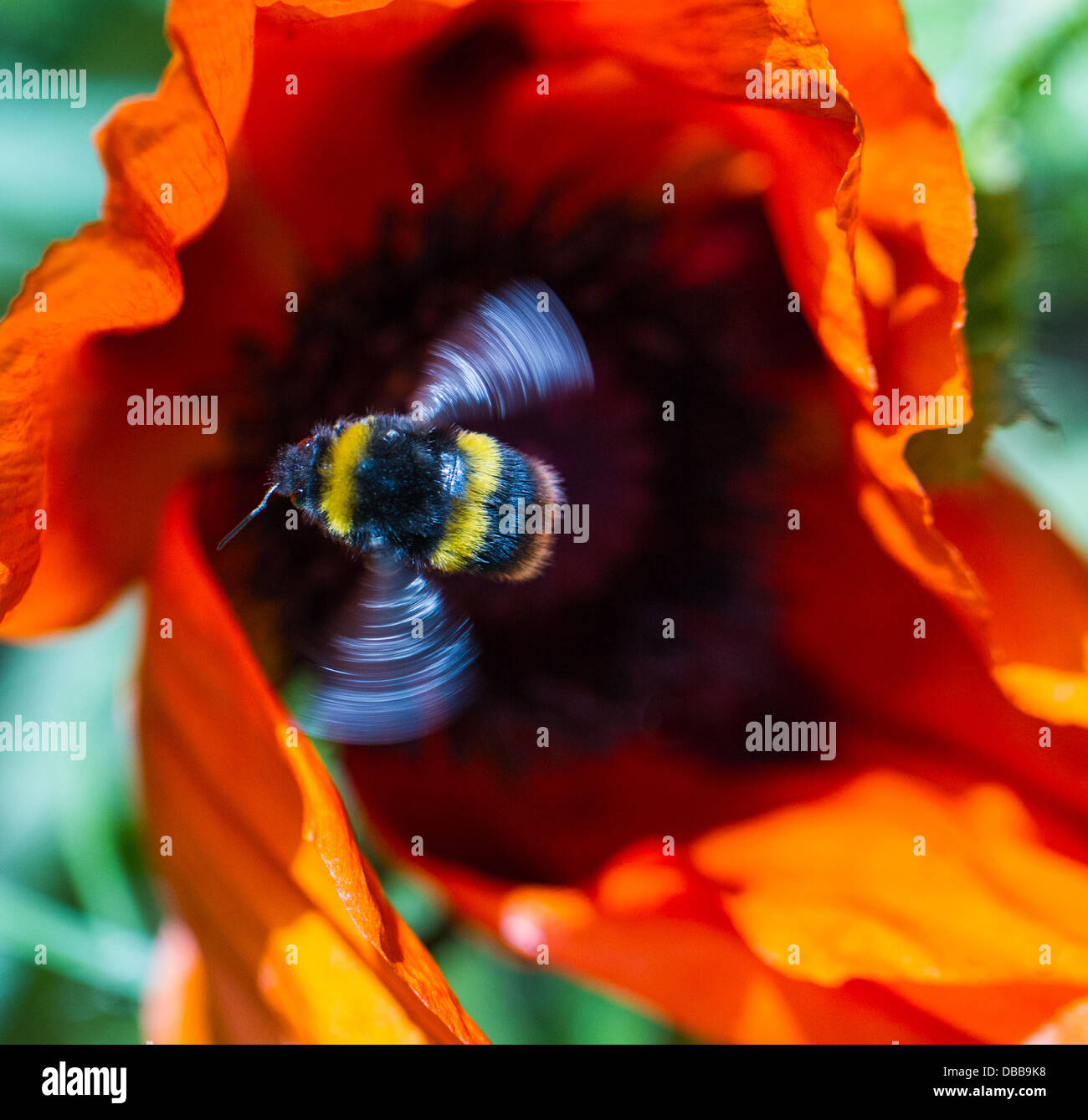 Bumblebee close up flying uk hi-res stock photography and images - Alamy