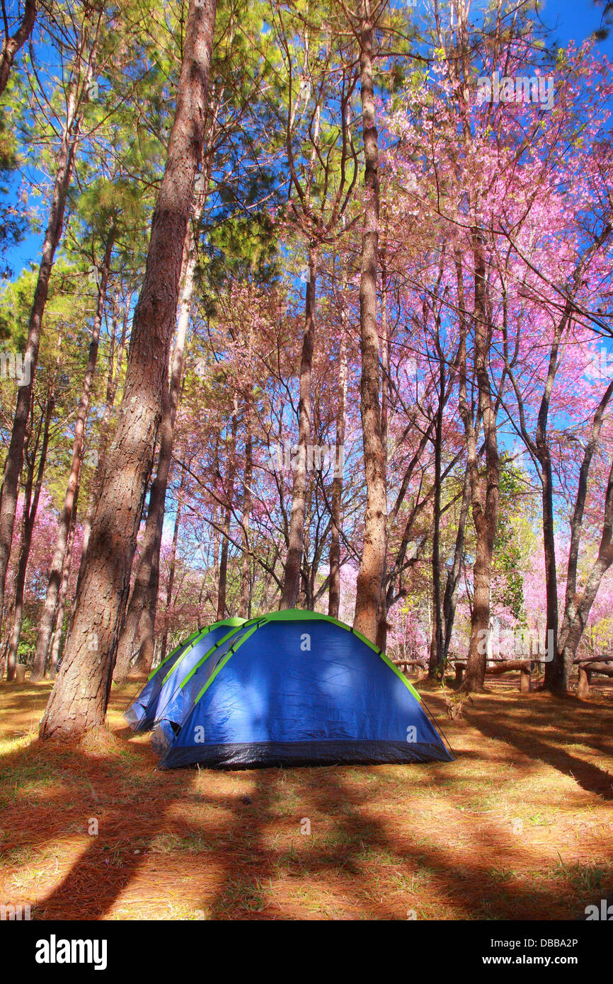 Tent camping in nature with wide angle landscape Stock Photo - Alamy