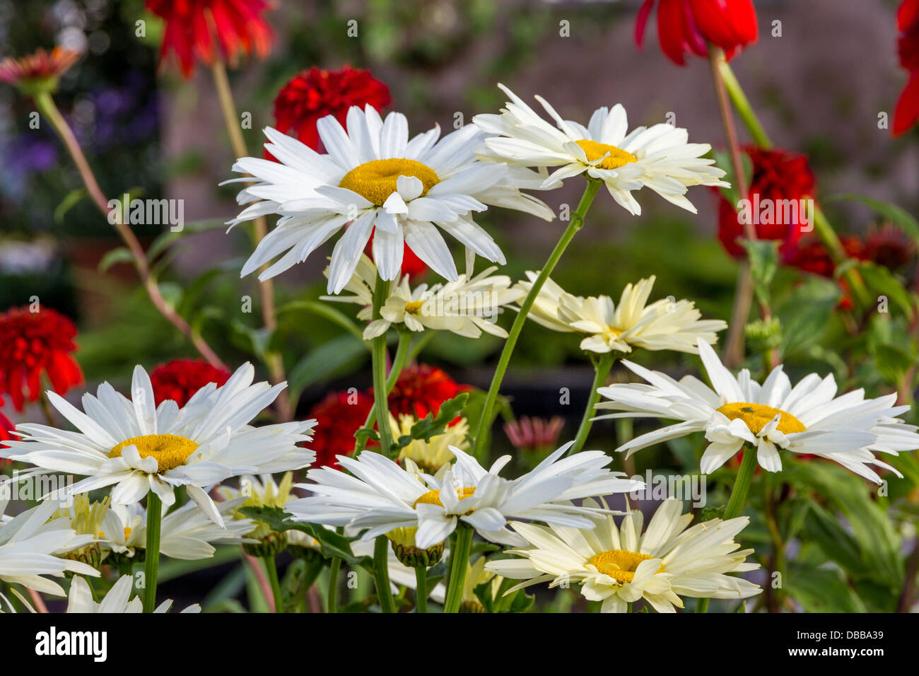Giant daisy flowers hi-res stock photography and images - Alamy