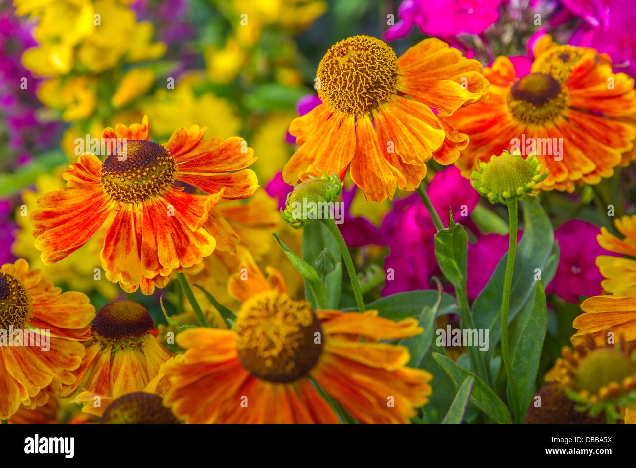 Helenium display RHS Tatton show Stock Photo - Alamy