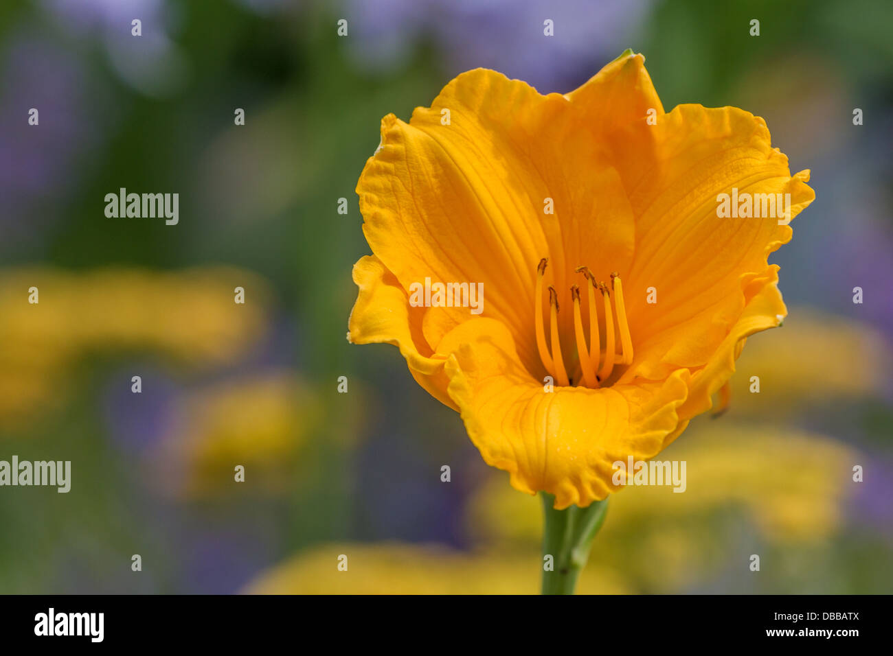 yellow flower opening up to the sun Stock Photo - Alamy
