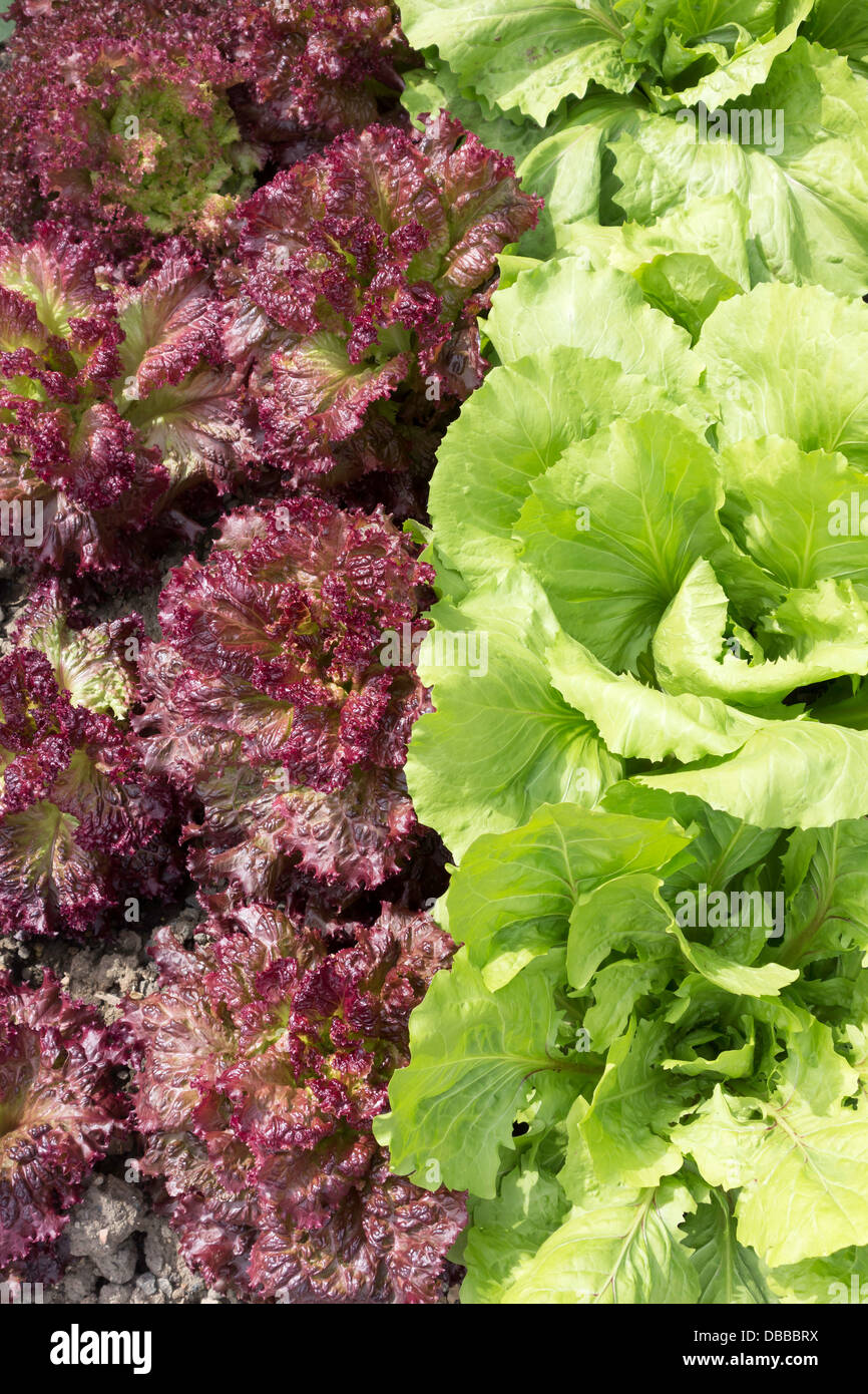 Italian Castelfranco and green lettuces growing side by side in a ...
