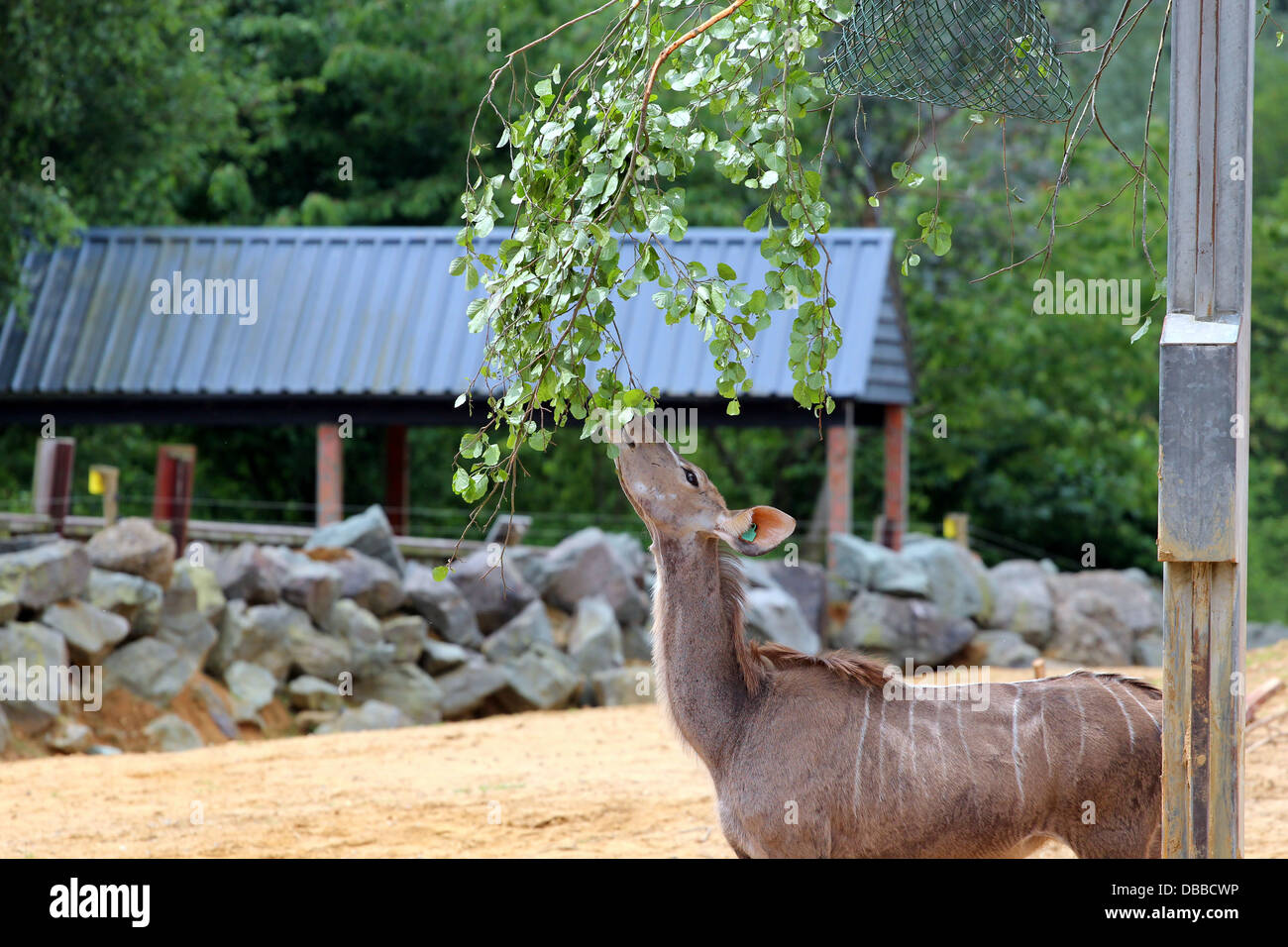 A gazelle eating leaves at Colchester Zoo Stock Photo - Alamy