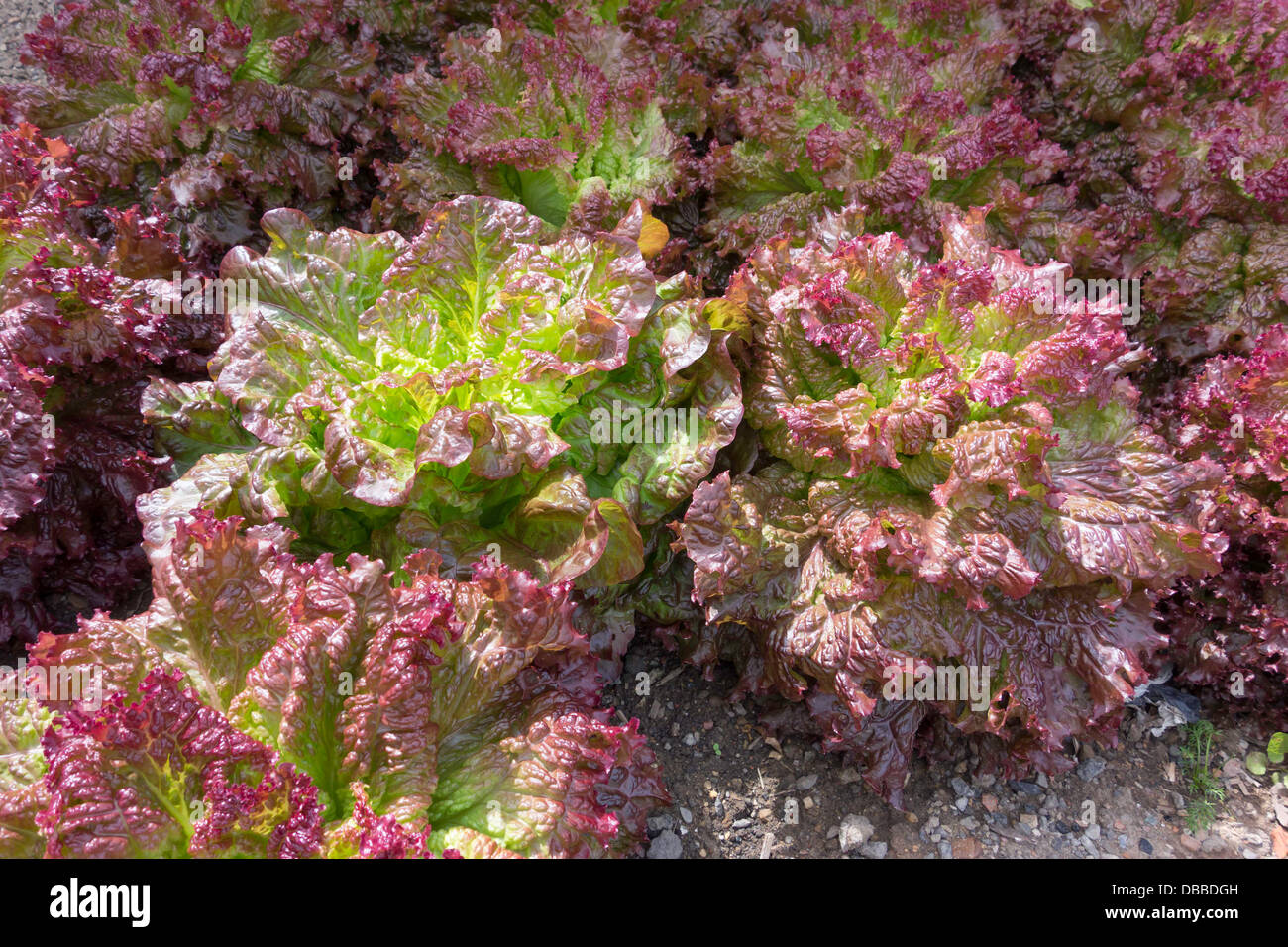 Italian Castelfranco lettuces are a cross between Red-leafed Chicory ...