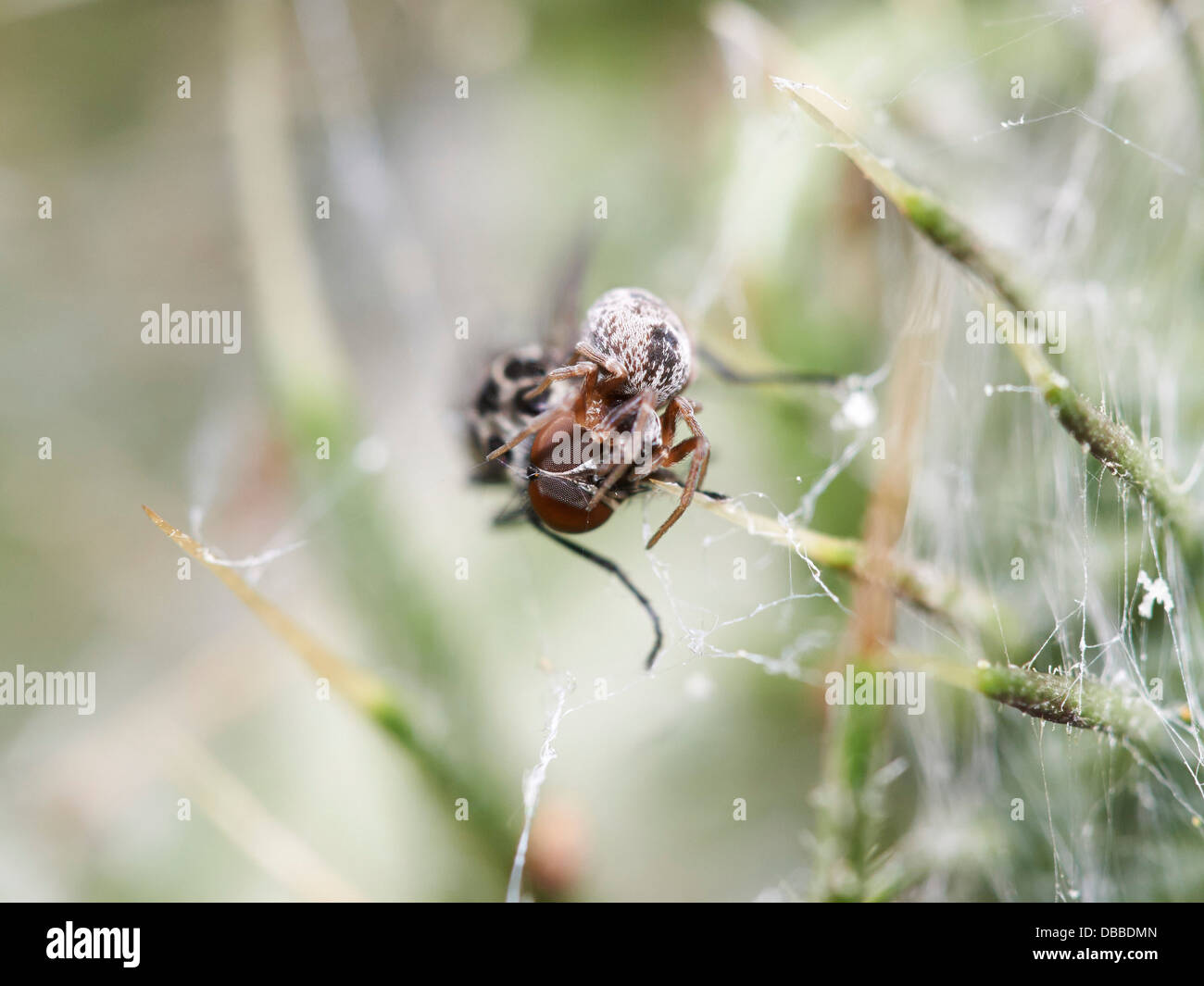 Fly caught in spider's web Stock Photo - Alamy