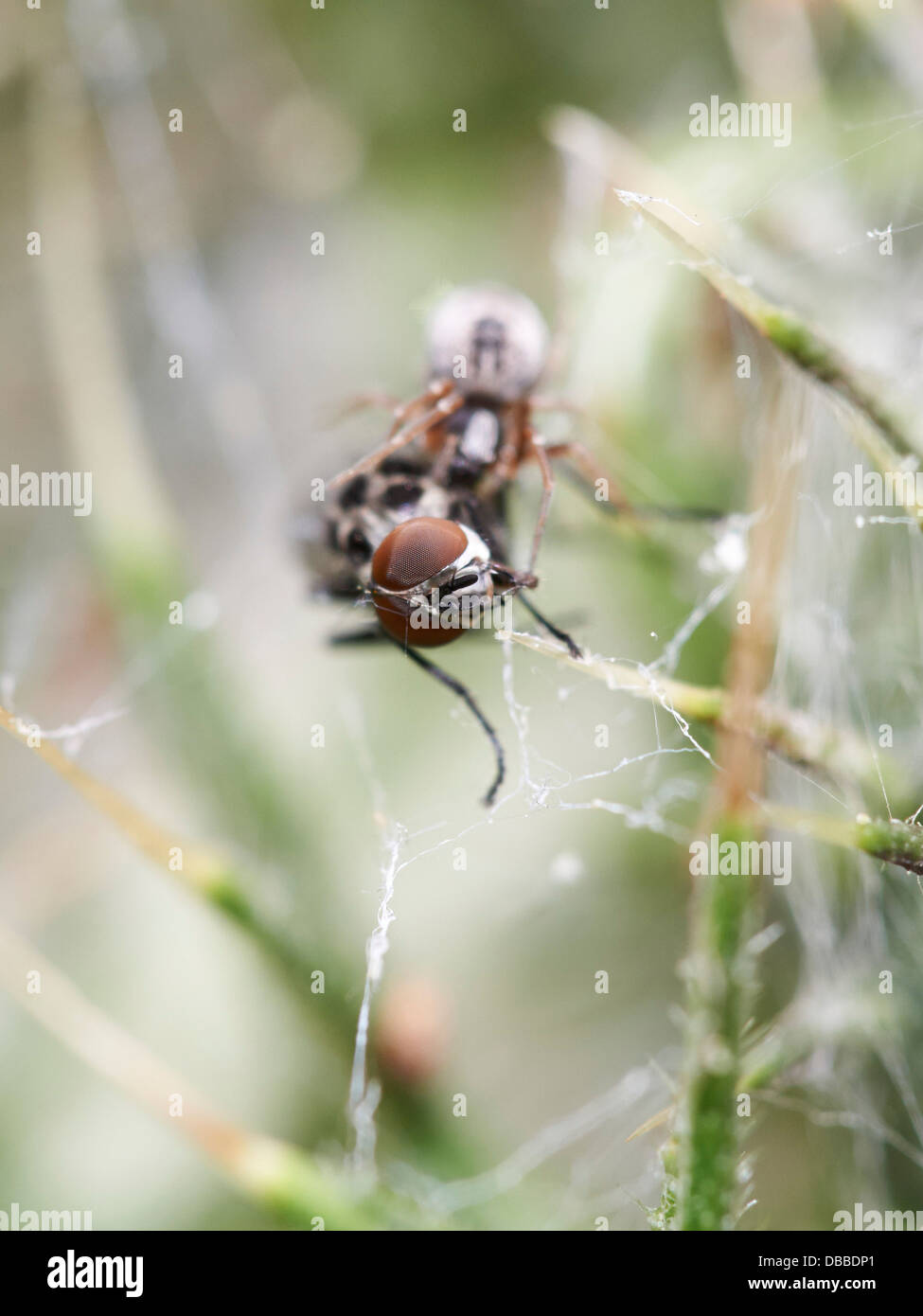 Fly caught in spider's web Stock Photo - Alamy