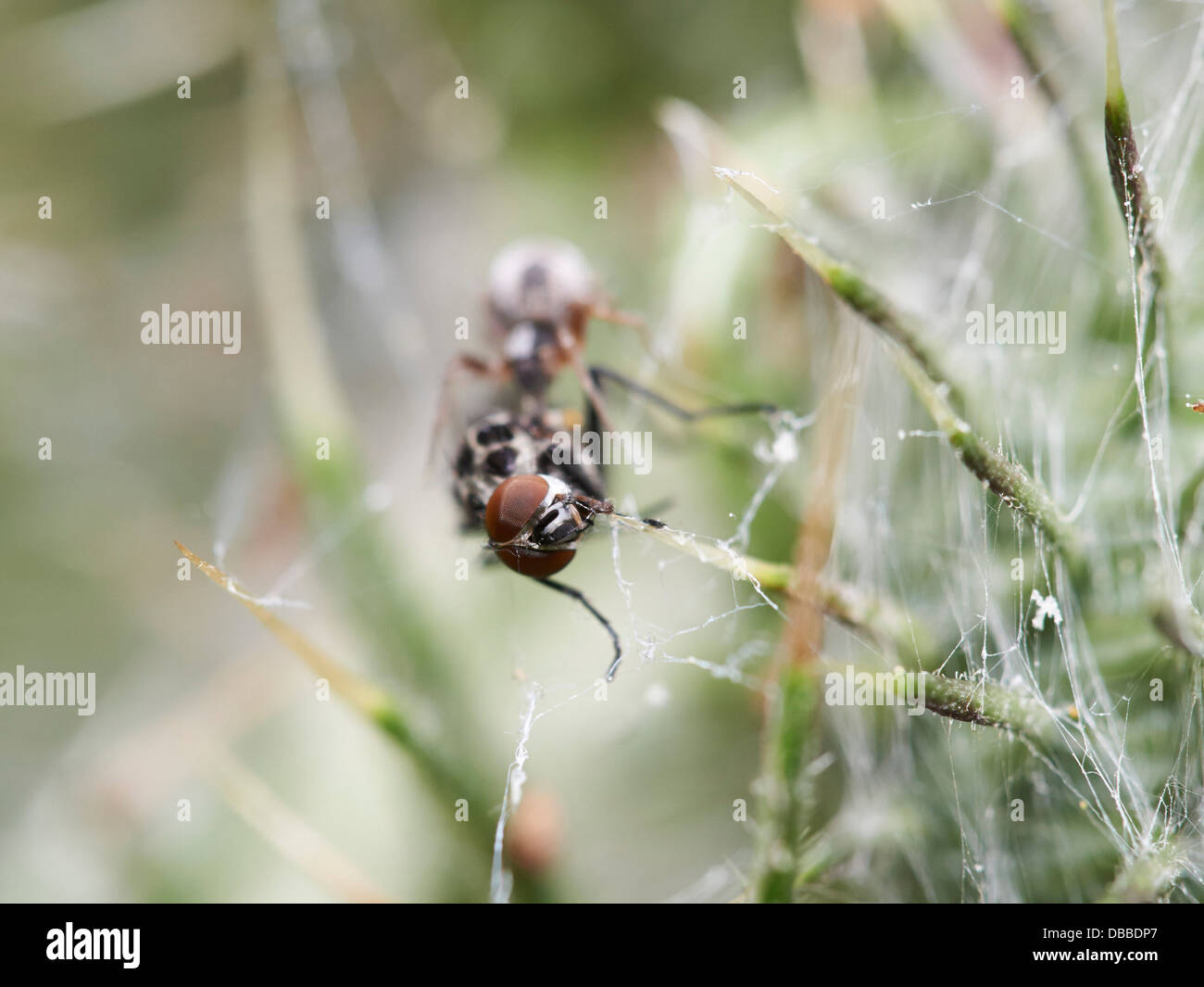 Fly caught in spider's web Stock Photo - Alamy