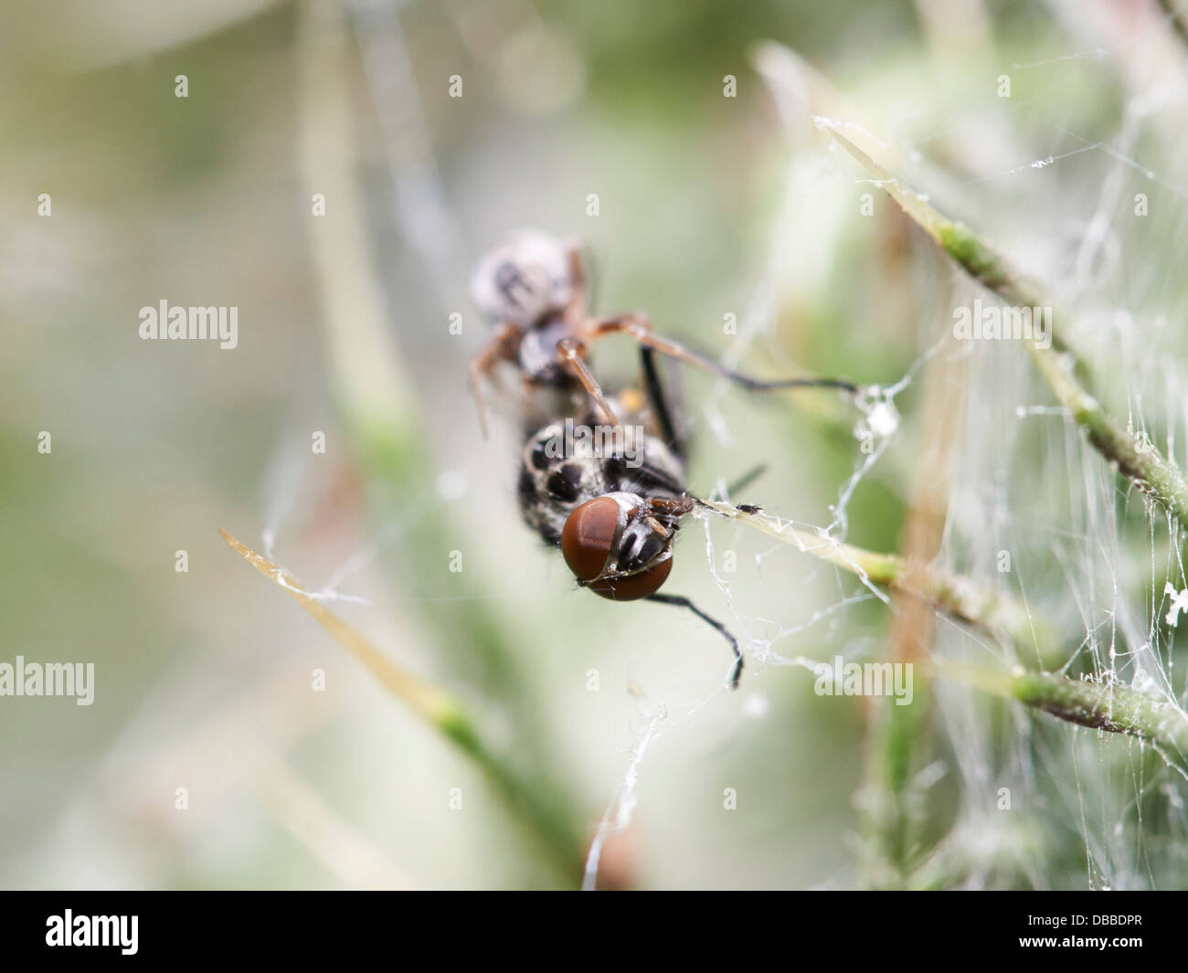 Insect trap spiders web hi-res stock photography and images - Alamy