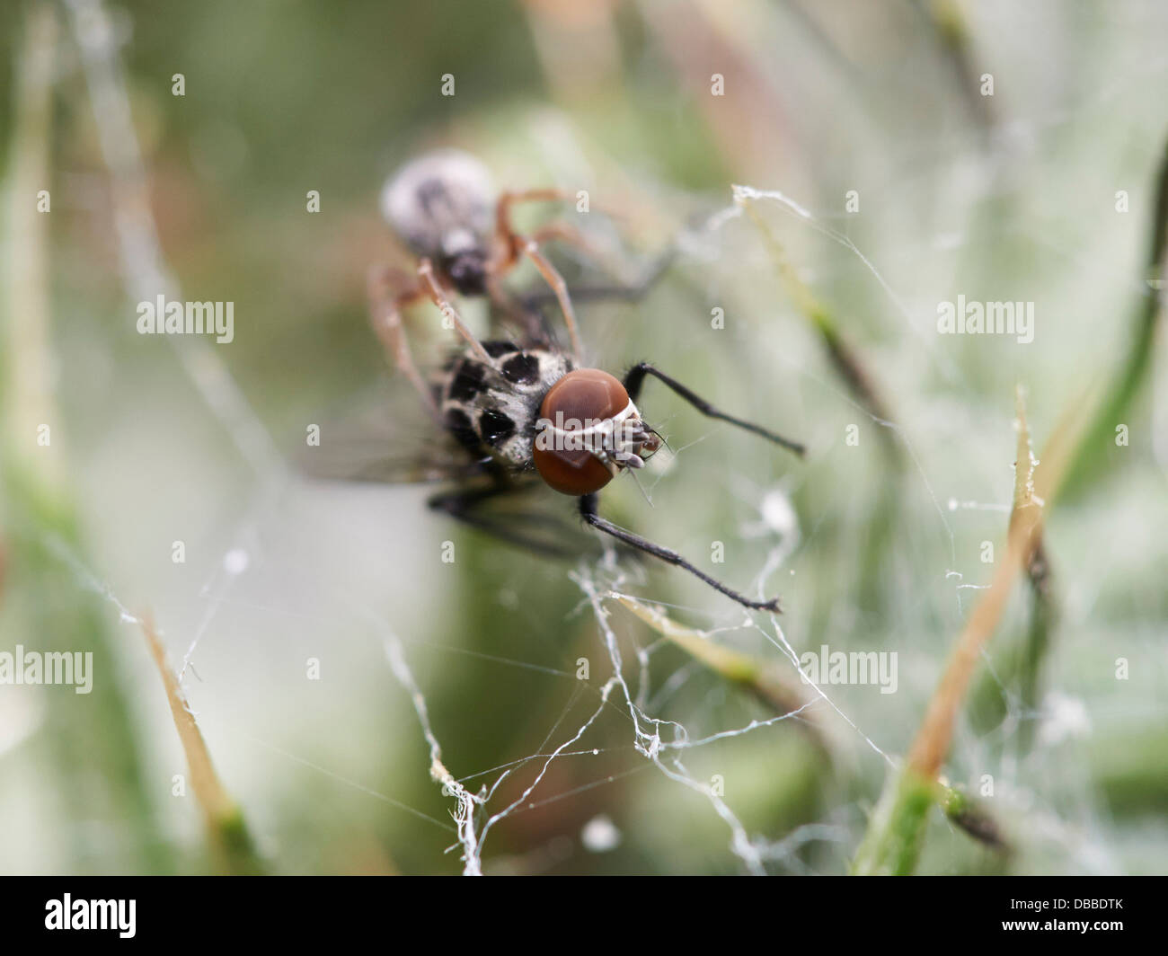 Fly caught in spider's web Stock Photo - Alamy