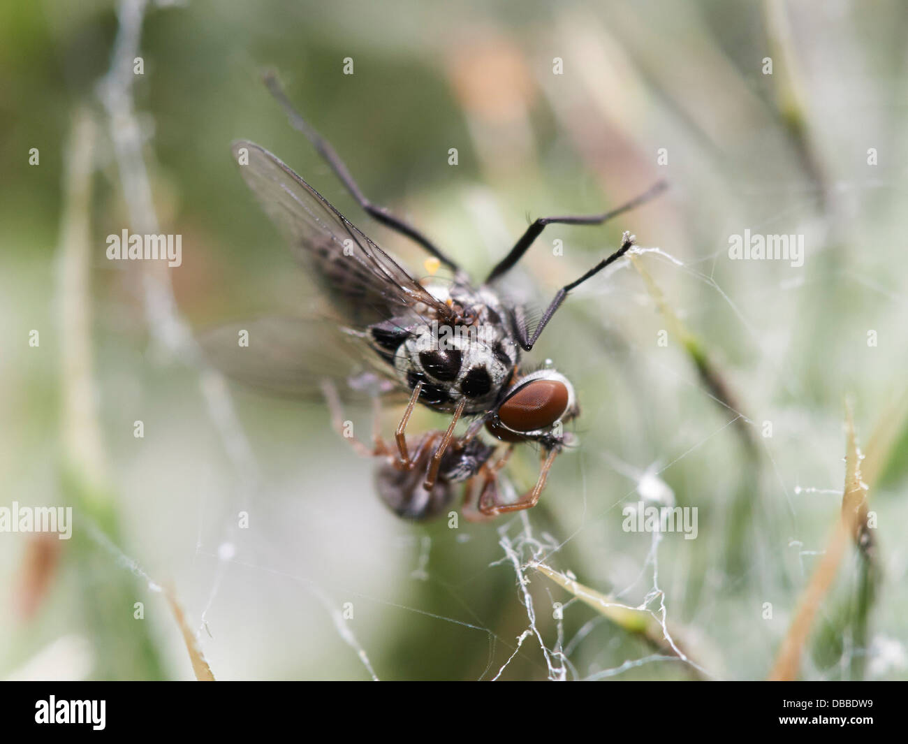 Fly caught in spider's web Stock Photo - Alamy