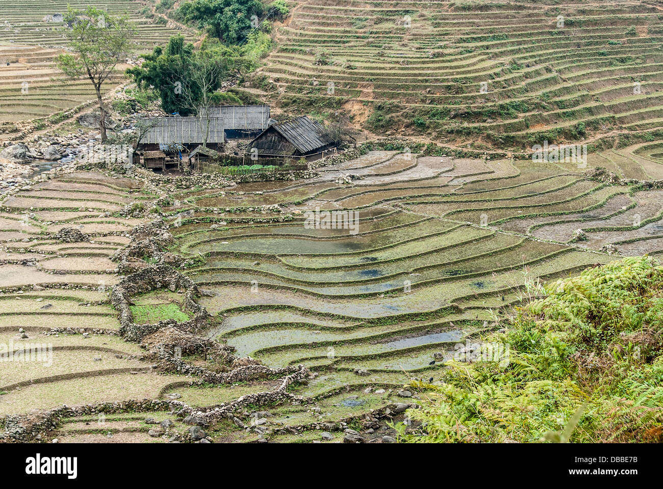 Wooden cottages and rice field in Sapa District, Vietnam Stock Photo ...