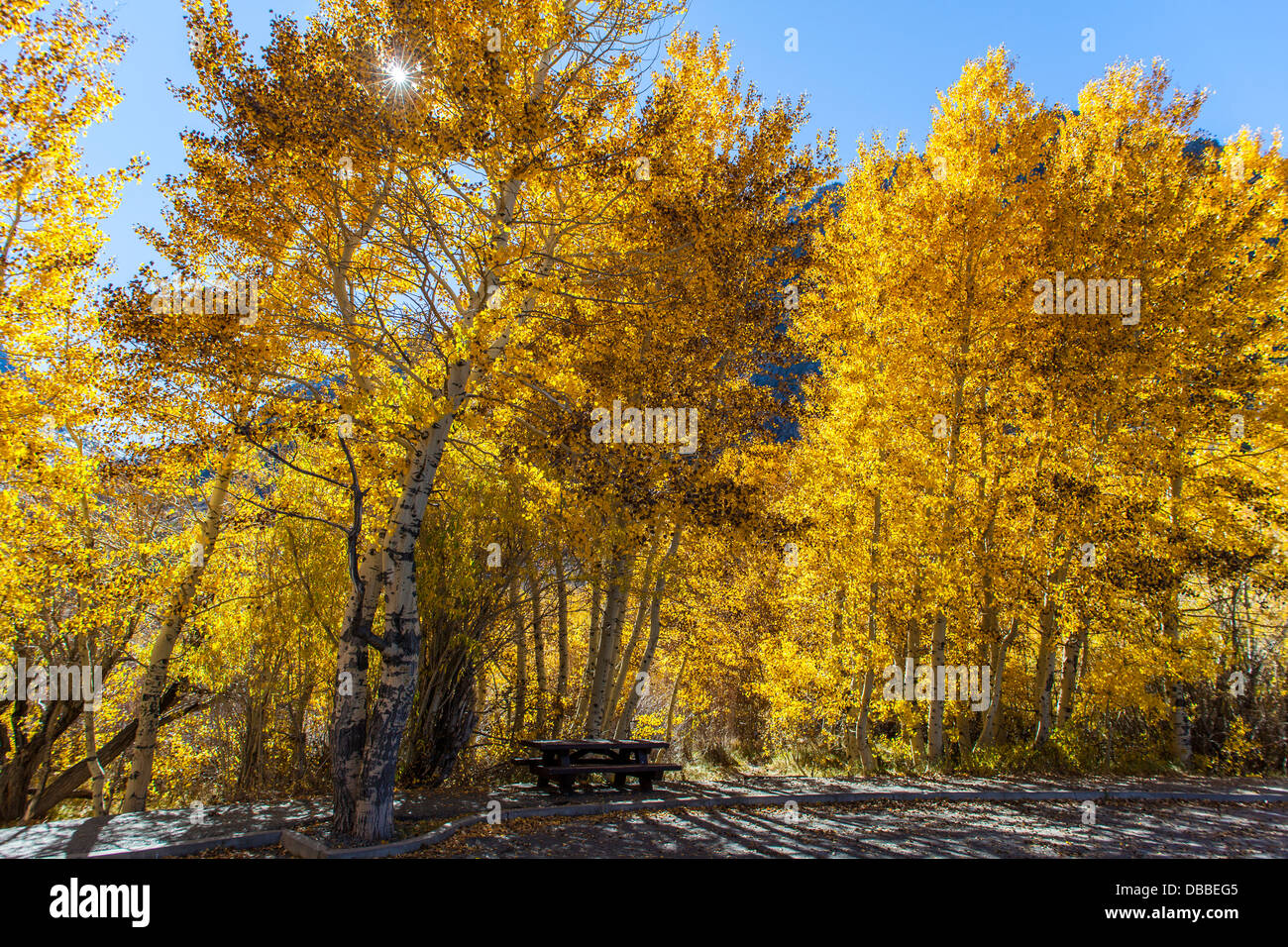 Fall colors and a picnic table at Silver Lake in the June Lake loop in ...