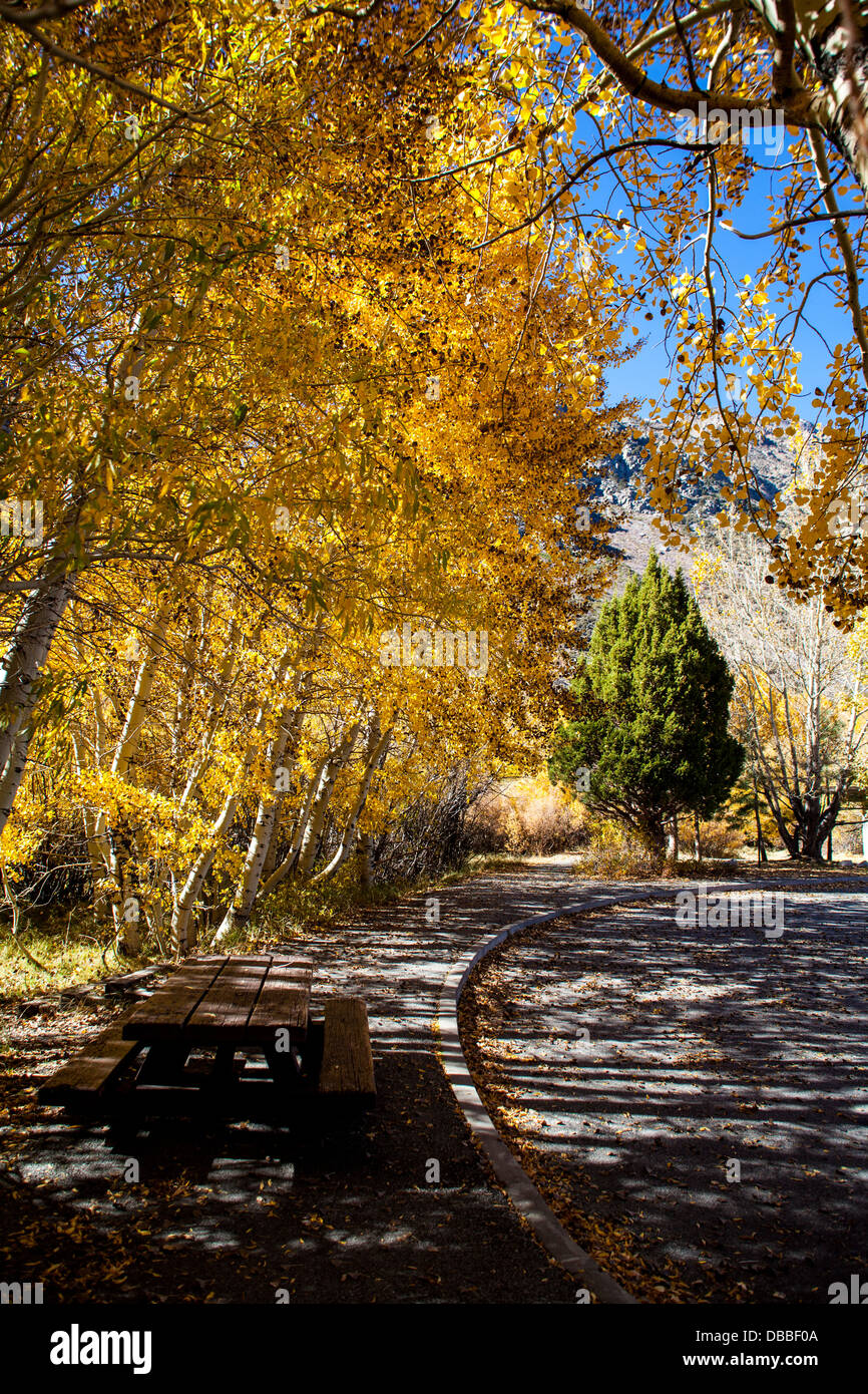 Picnic Table and Fall Color at Silver Lake in the June Lake Loop June ...