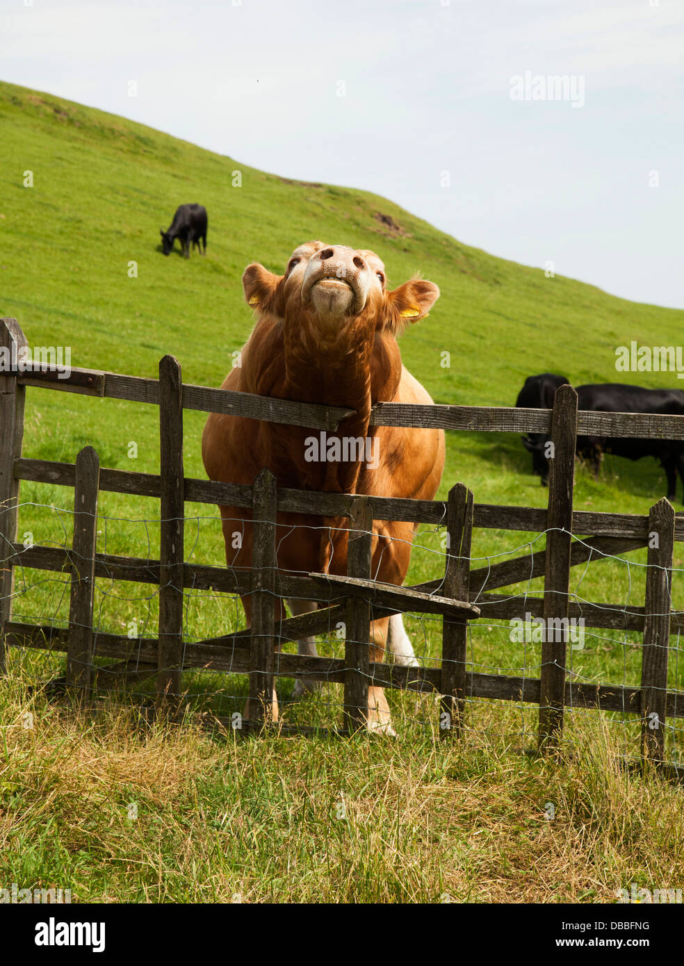 Bull scratching on a fence Stock Photo - Alamy