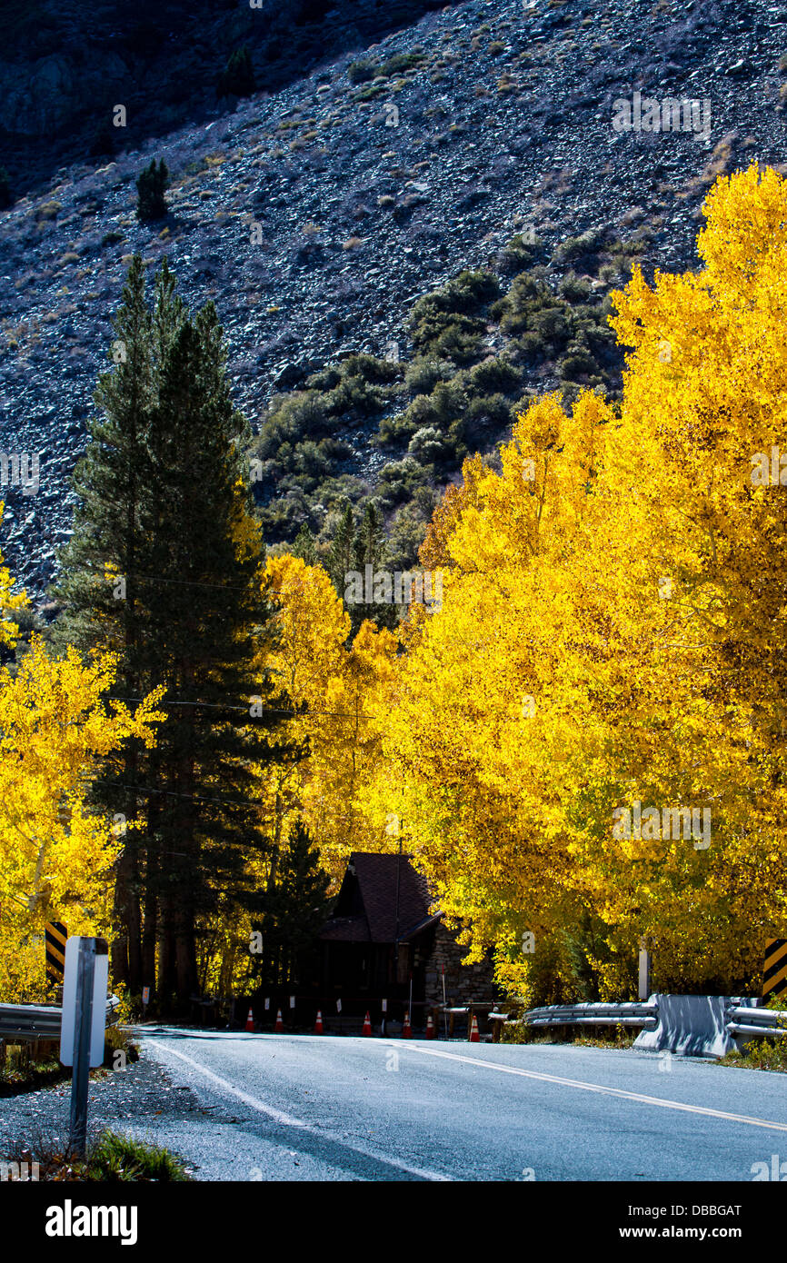 Autumn color by the road at Silver Lake along the June Lake loop in ...