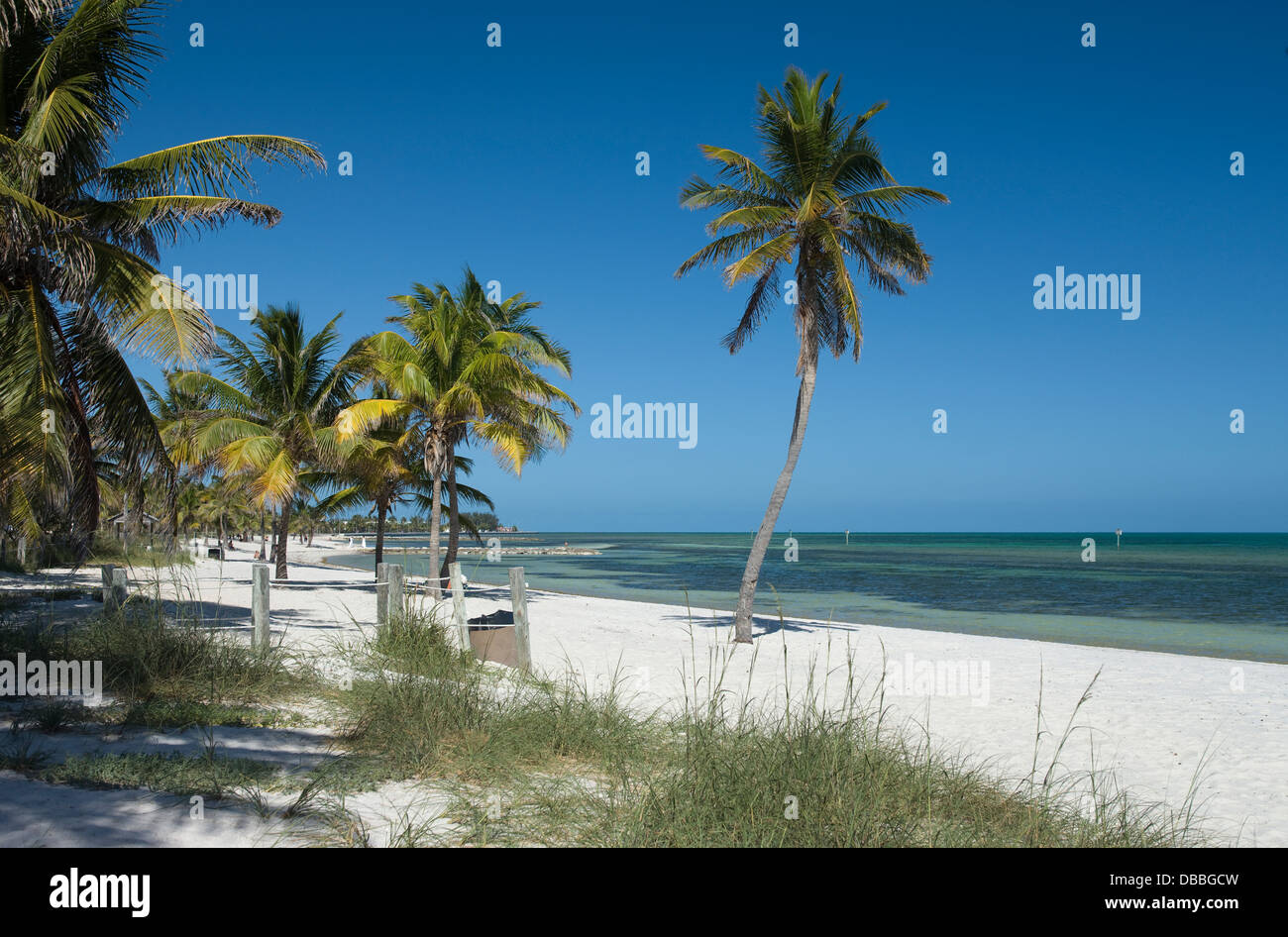 PALM TREES SMATHERS BEACH KEY WEST FLORIDA USA Stock Photo - Alamy