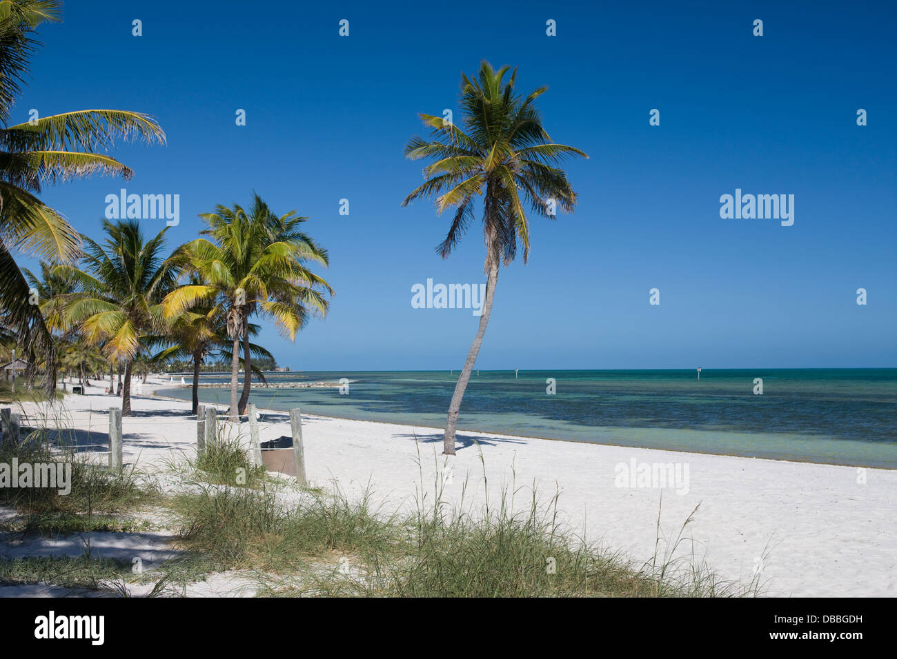 Florida beach palm trees hi-res stock photography and images - Alamy