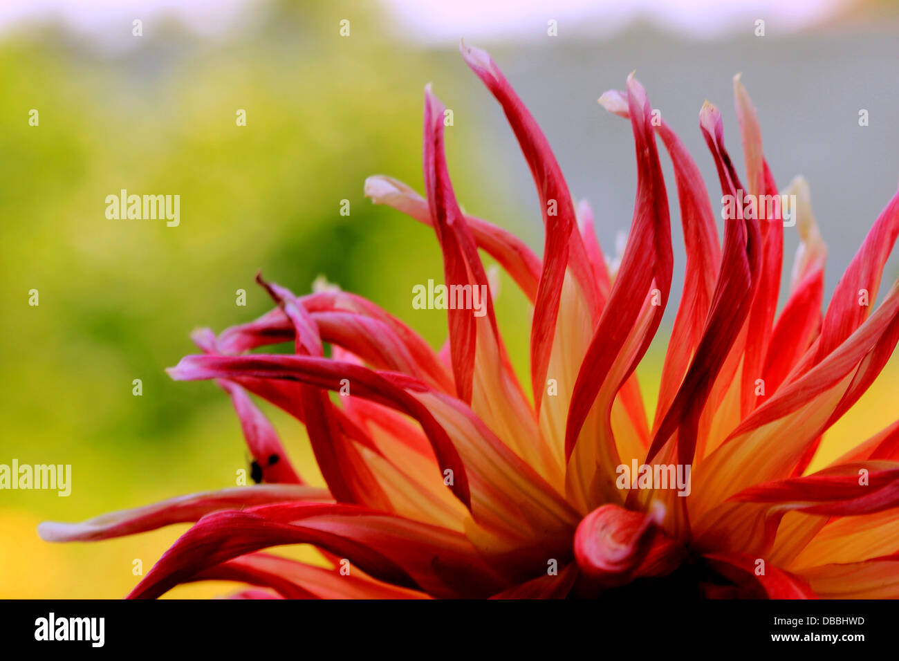 Wavy leaves hi-res stock photography and images - Alamy