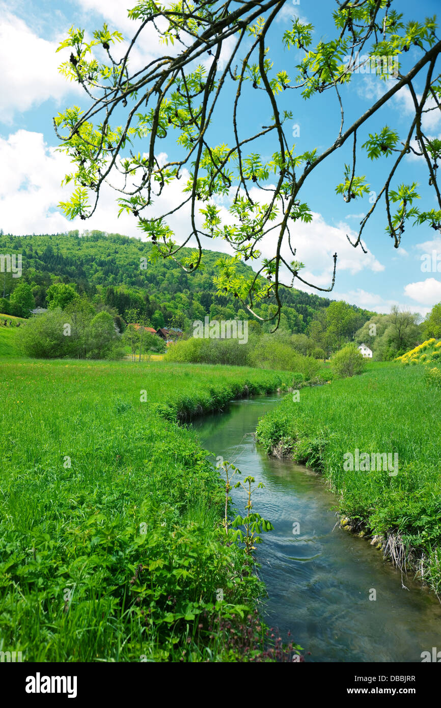 Spring forest brook flowers hi-res stock photography and images - Alamy