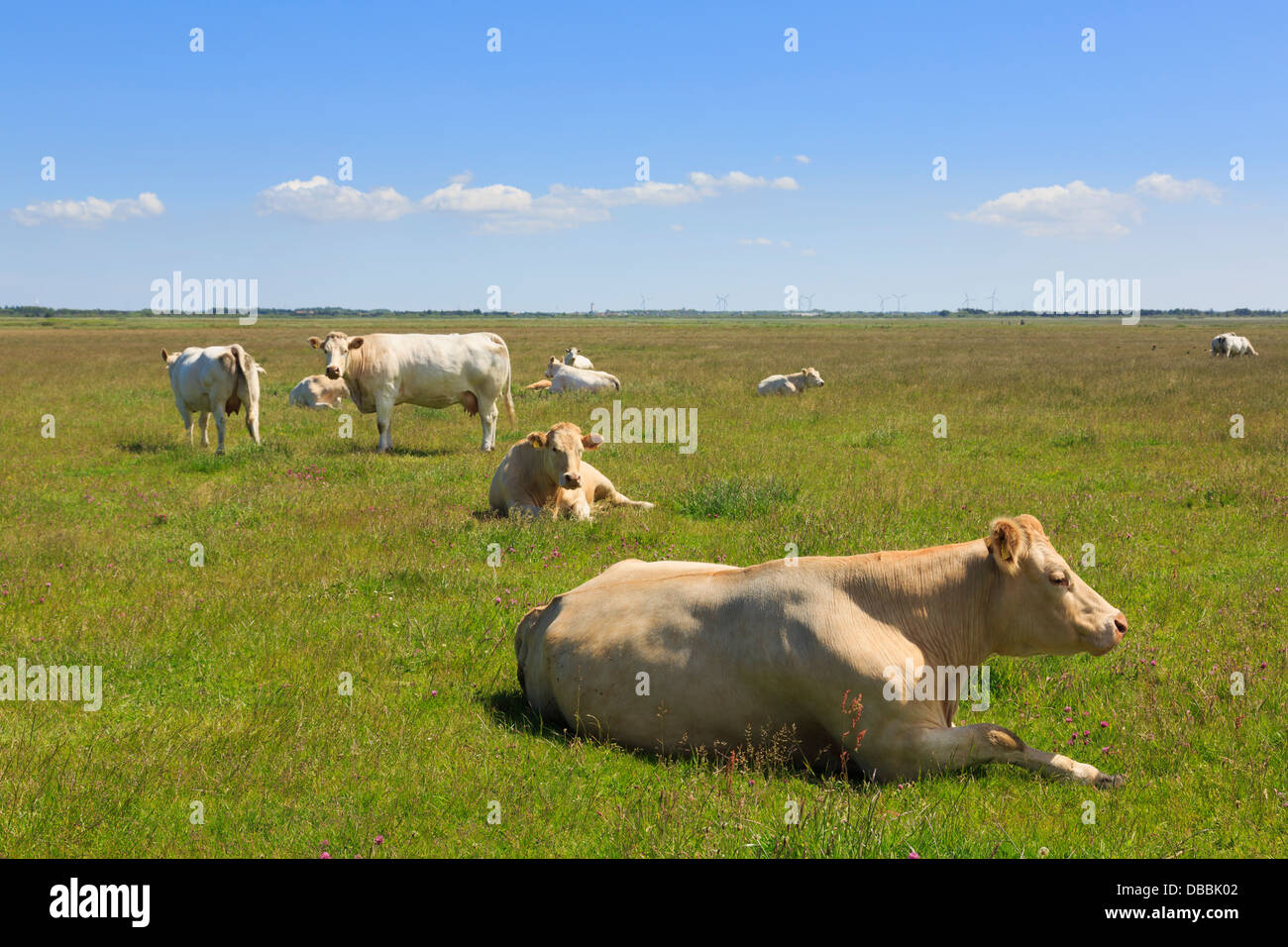 Central denmark farming hi-res stock photography and images - Alamy