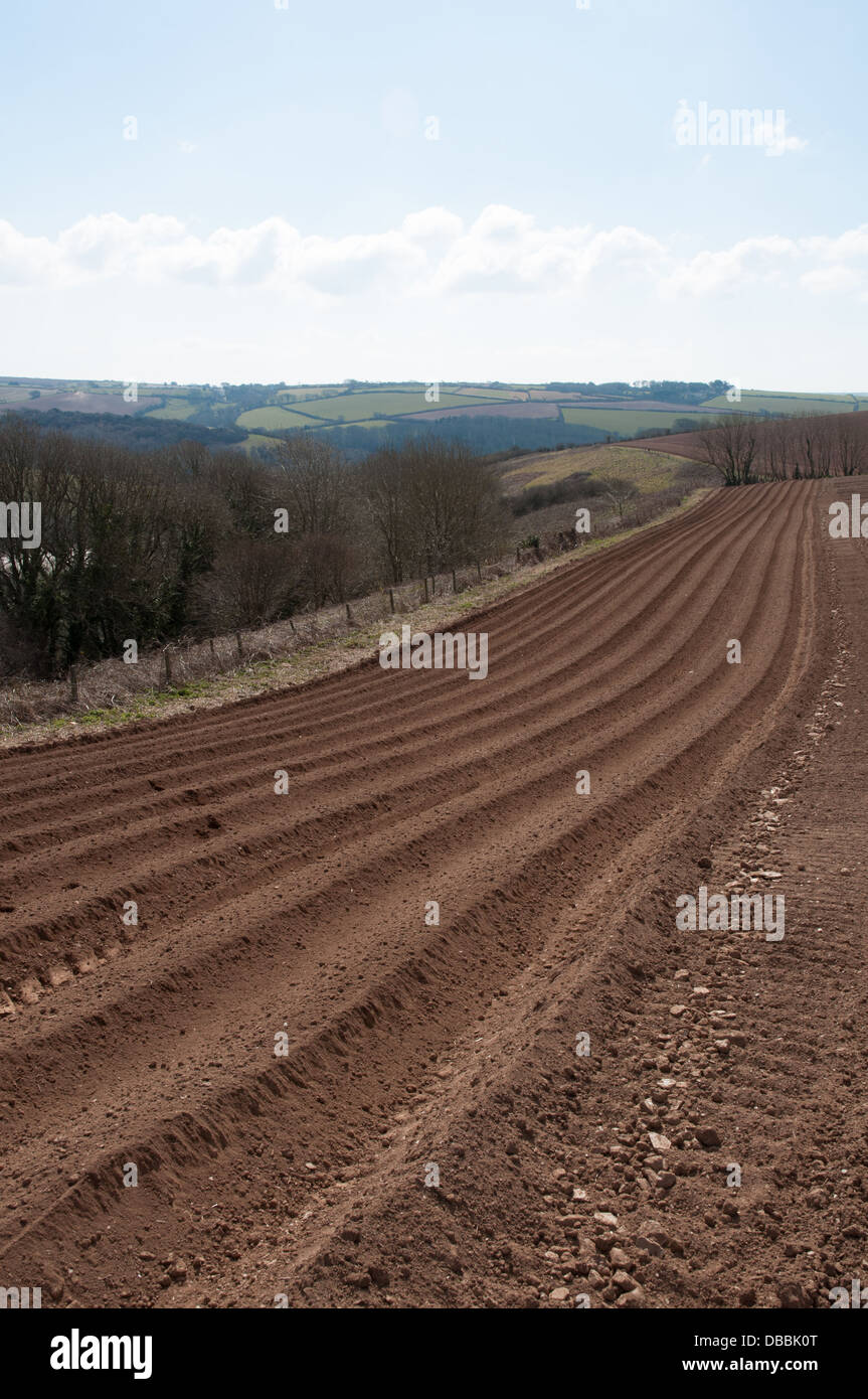 Ridges and furrows in field prepared for potatoes Stock Photo - Alamy