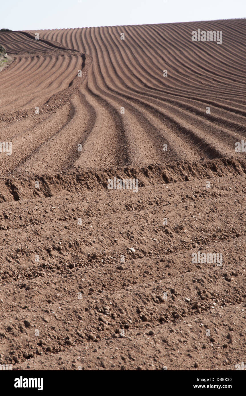 Ridges and furrows in field prepared for potatoes Stock Photo - Alamy