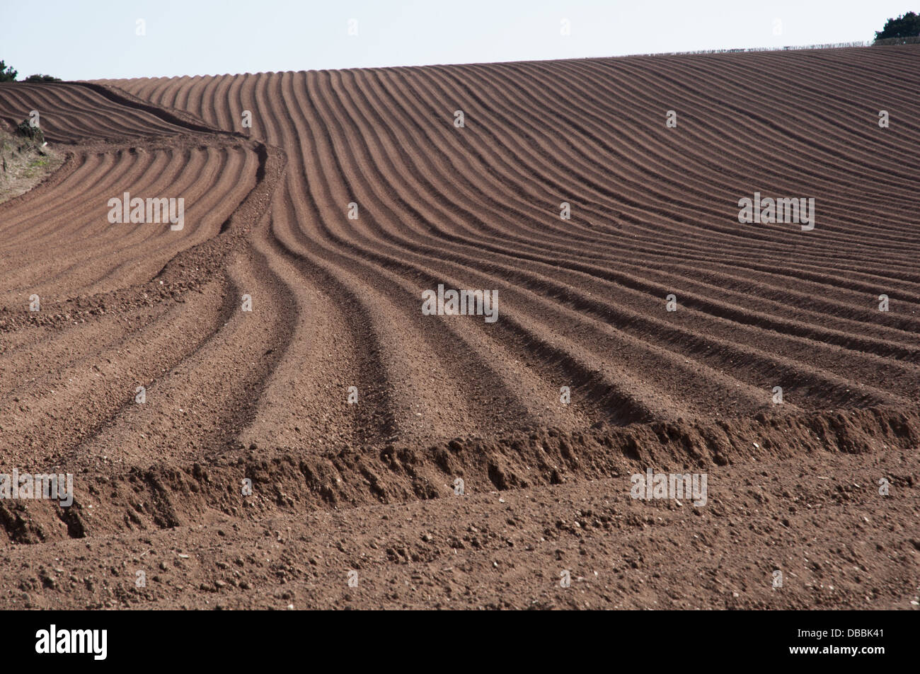 Ridges and furrows in field prepared for potatoes Stock Photo - Alamy