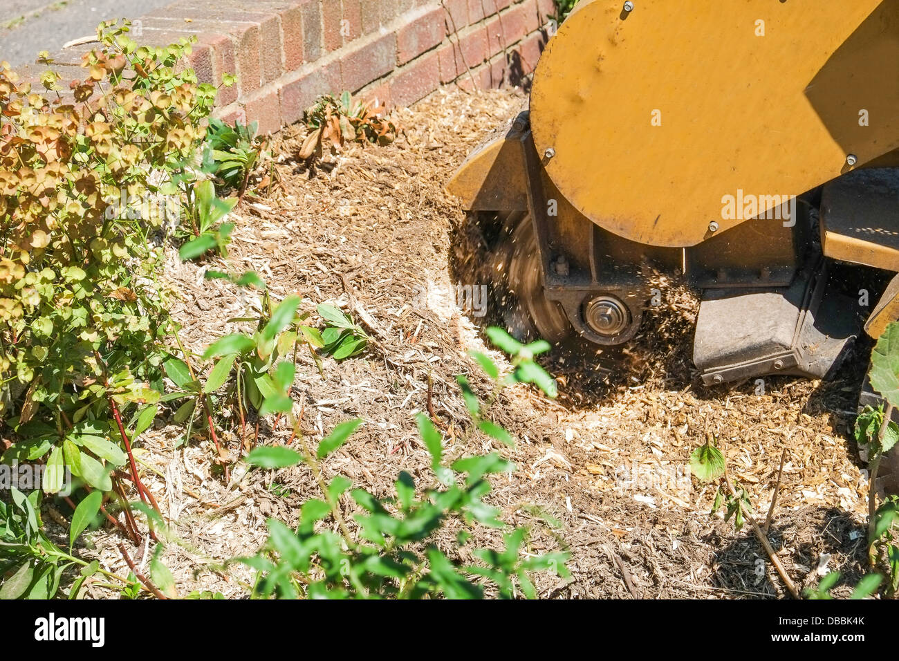 Felled tree having its stump ground away using a tree stump extraction ...