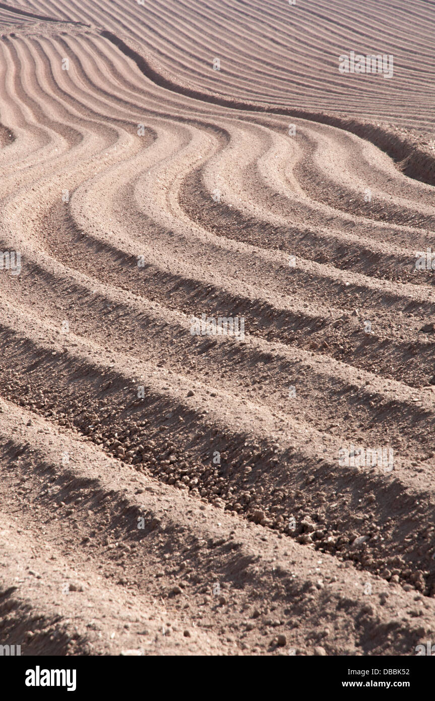 Ridges and furrows in field prepared for potatoes Stock Photo - Alamy